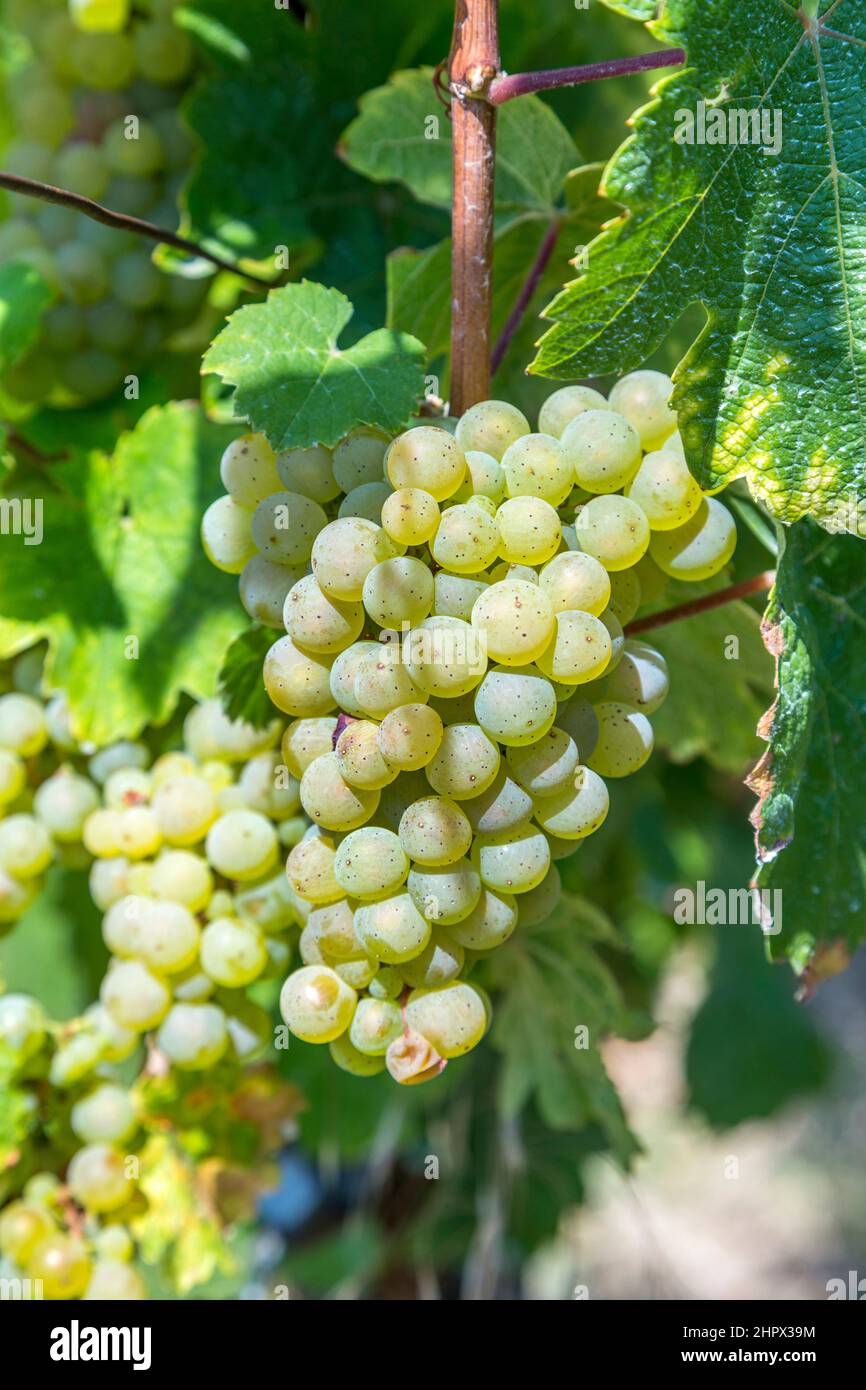 bunch of golden grapes on grapevine right before harvest Stock Photo ...