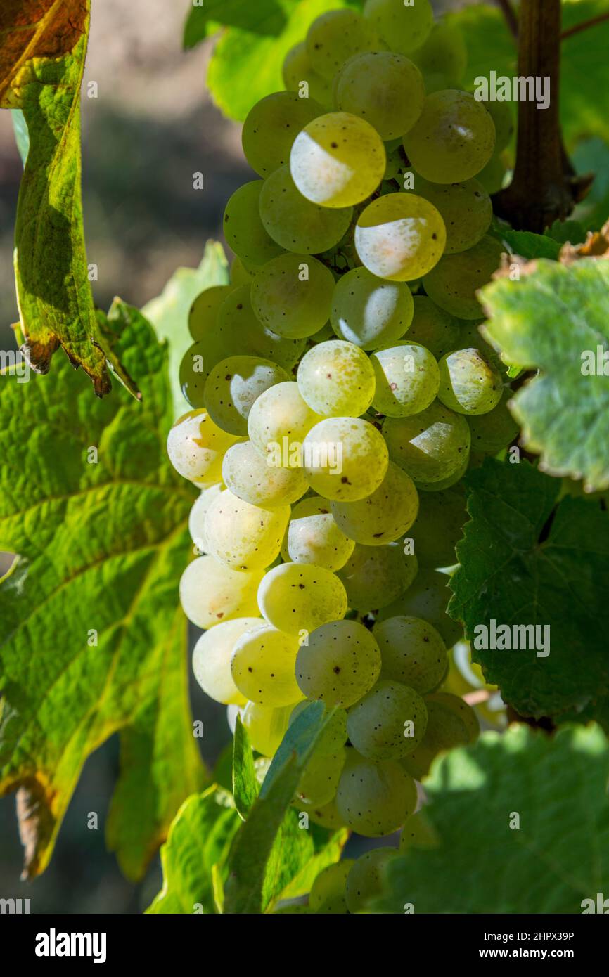 bunch of golden grapes on grapevine right before harvest Stock Photo ...
