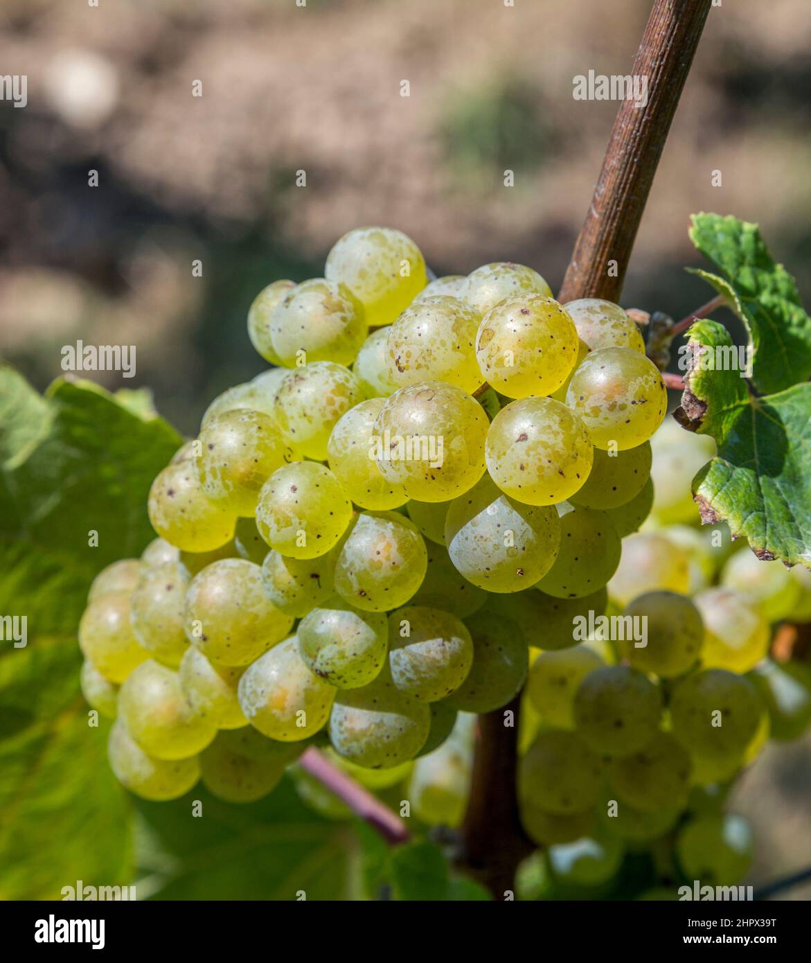 bunch of golden grapes on grapevine right before harvest Stock Photo ...
