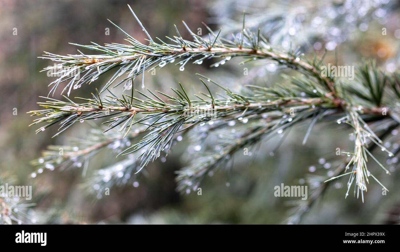 Cedar tree branch in a rain with raindrops Stock Photo - Alamy