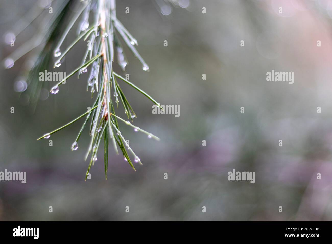 Cedar tree branch with raindrops natural background Stock Photo - Alamy