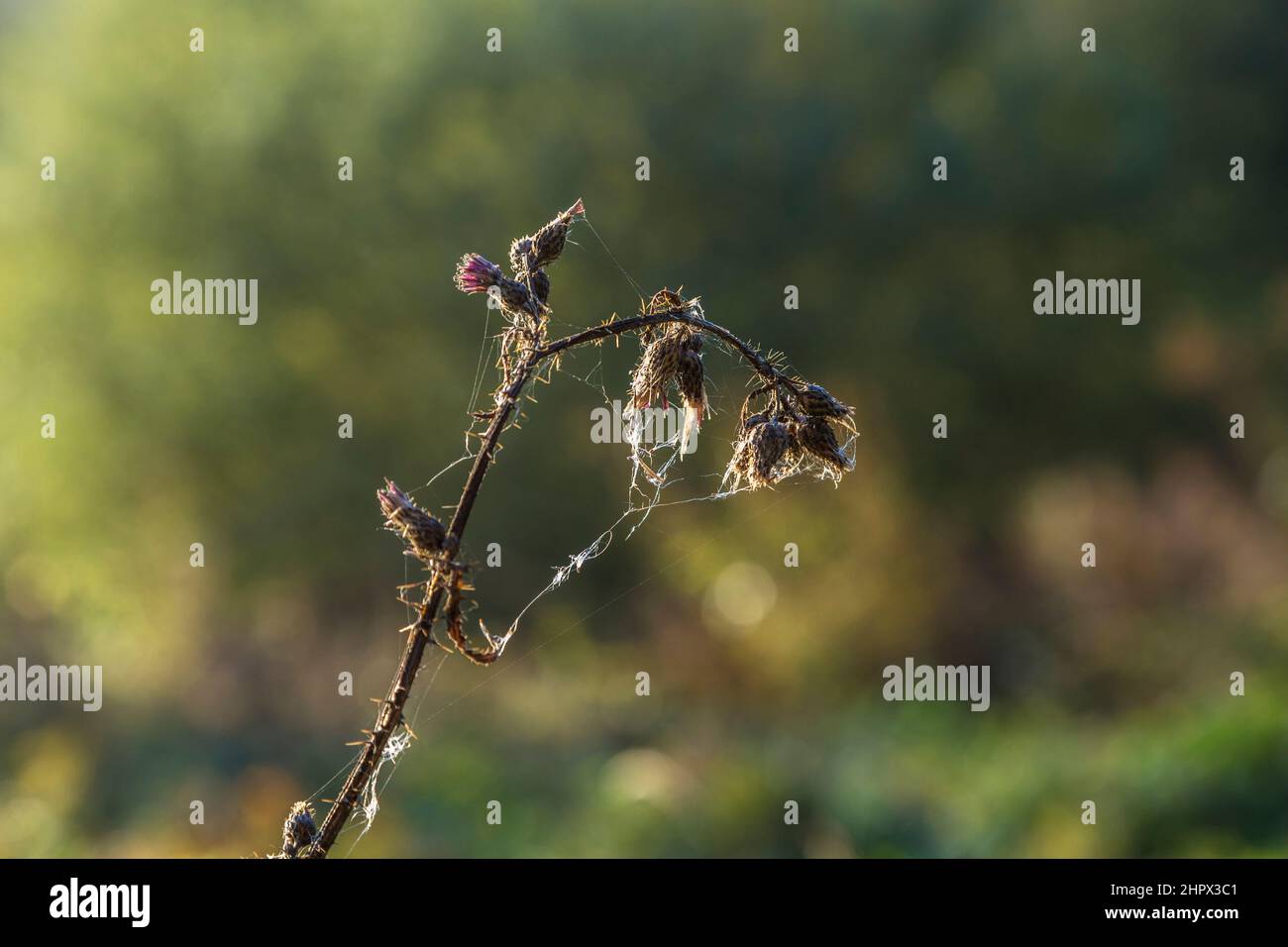 Spyder net hi-res stock photography and images - Alamy