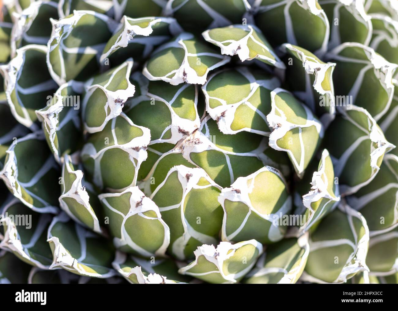 Agave victorai reginae rosettes closeup Stock Photo - Alamy