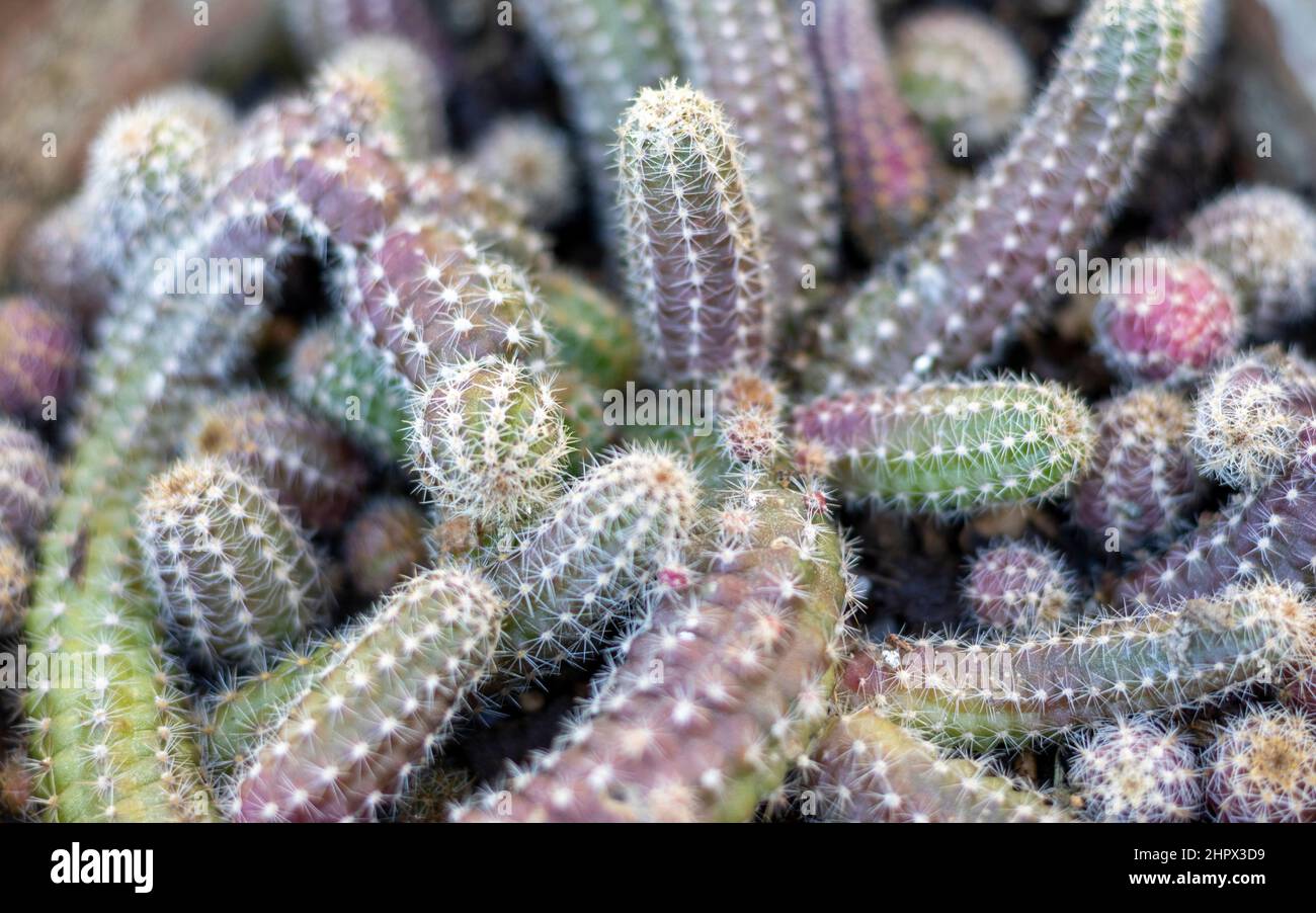 Peanut cactus clump closeup view Stock Photo - Alamy