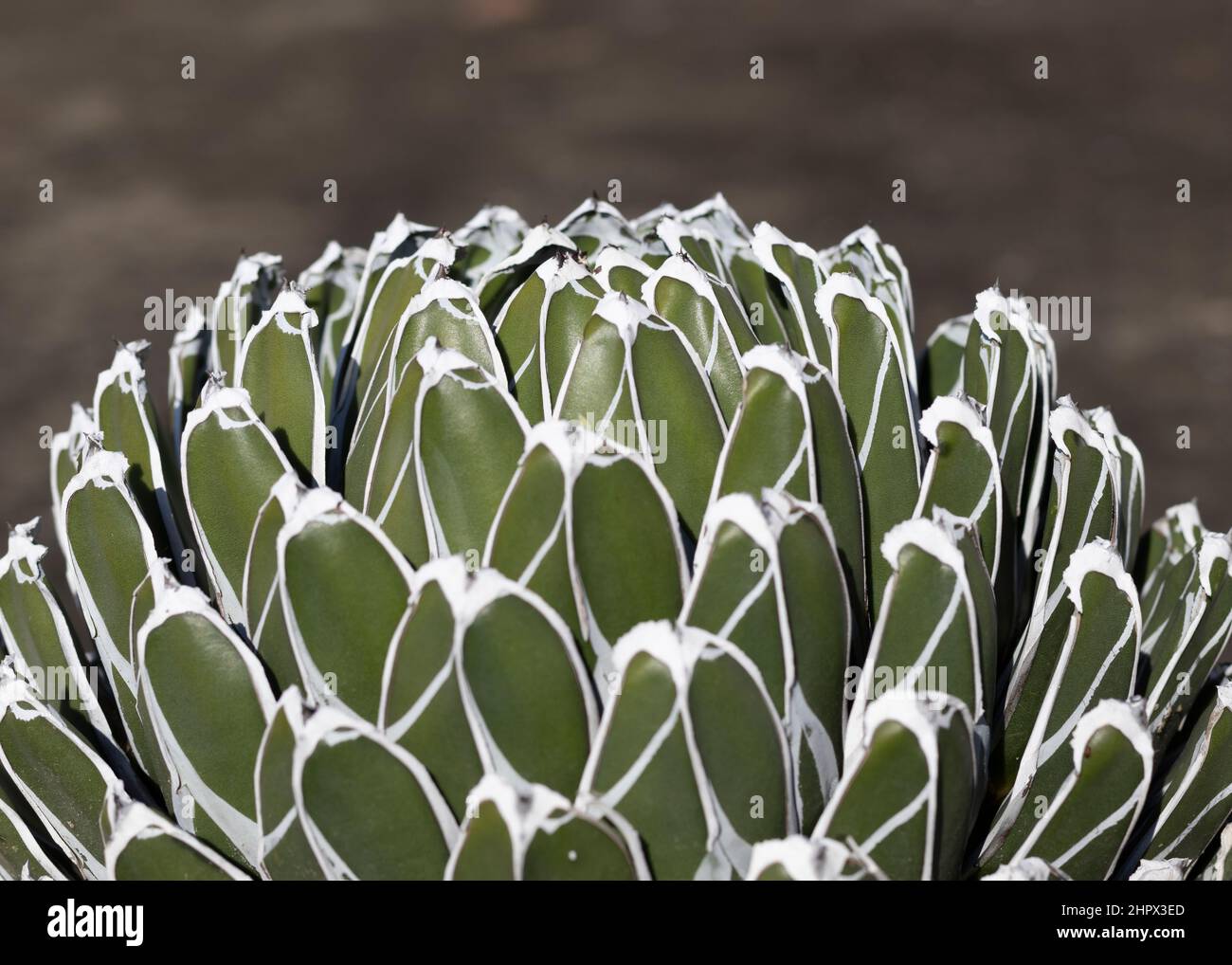 Agave leaves pattern hi-res stock photography and images - Alamy