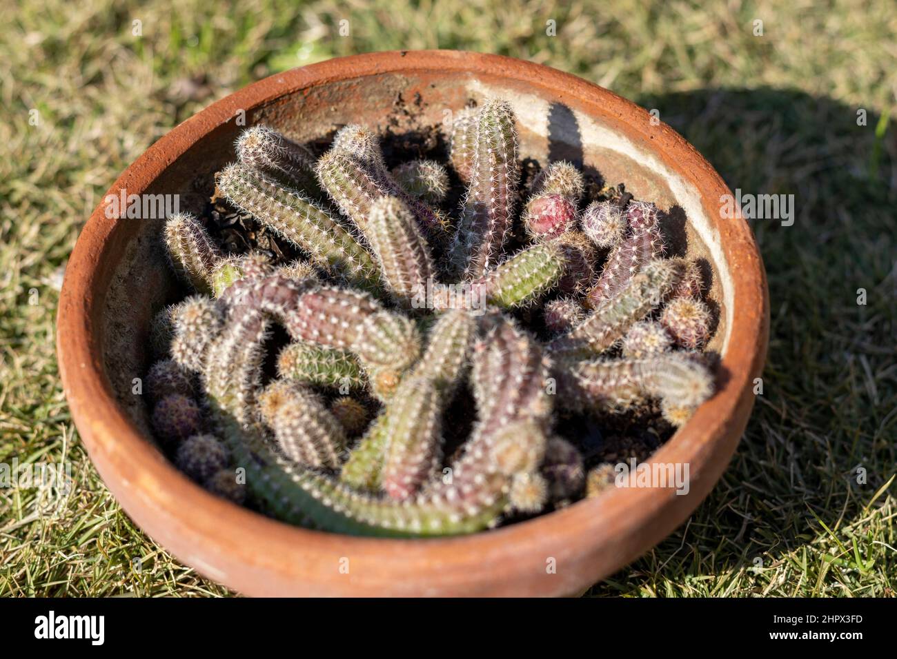 Peanut cactus in a clay pot Stock Photo - Alamy