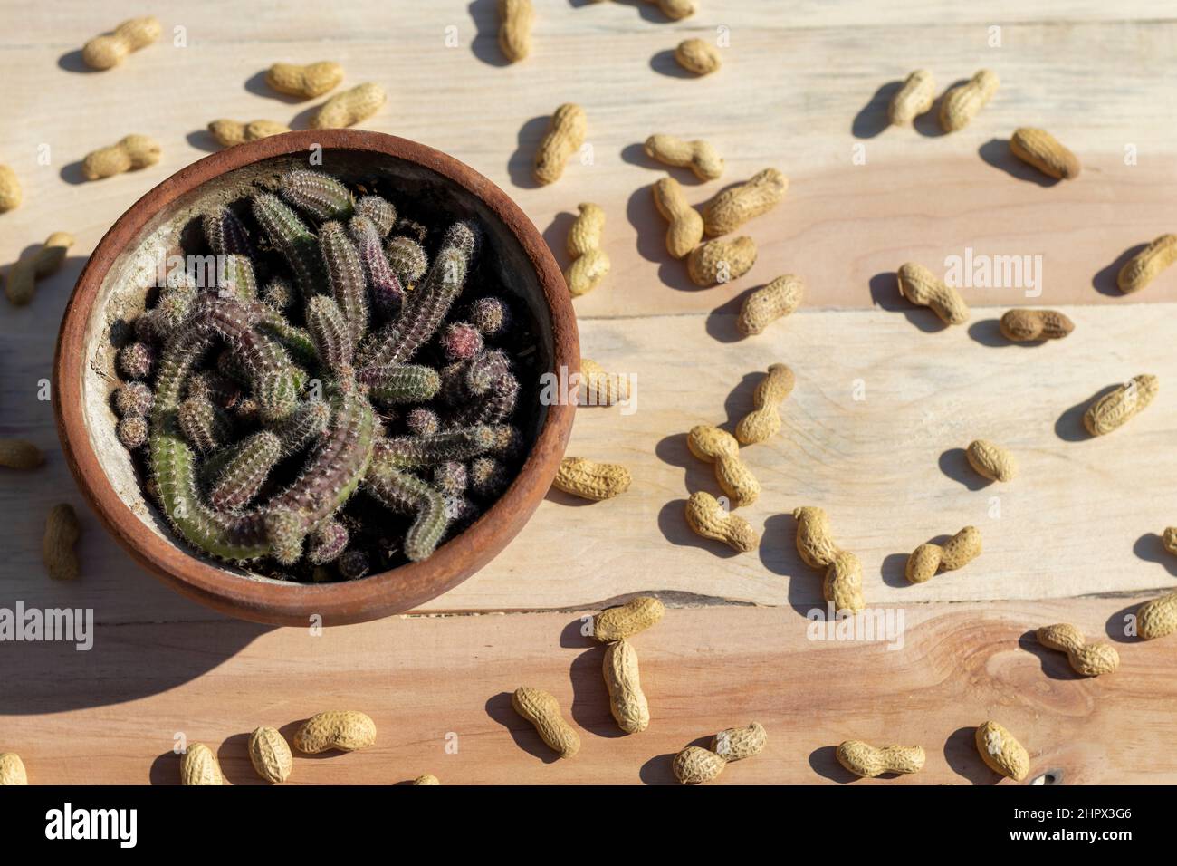 Peanut cactus plant with peanuts Stock Photo - Alamy