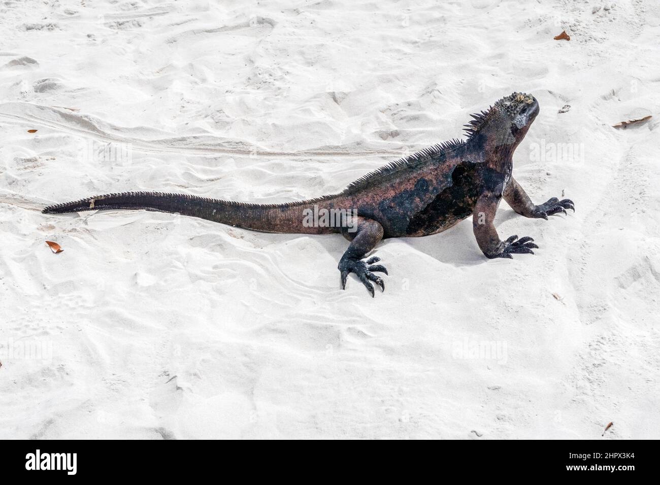 sea lizard posing on a rock at the beach Stock Photo - Alamy