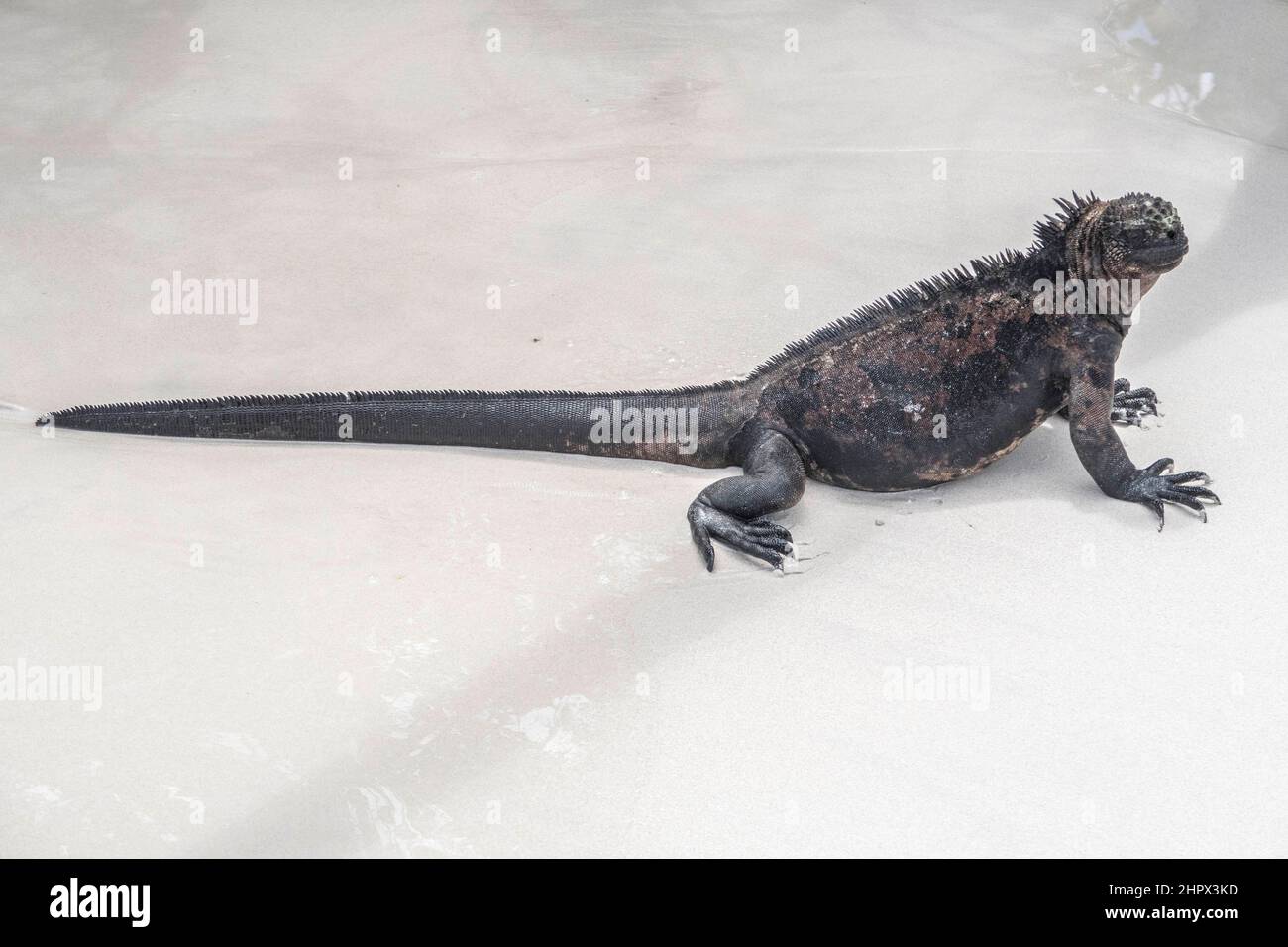 sea lizard posing on a rock at the beach Stock Photo - Alamy