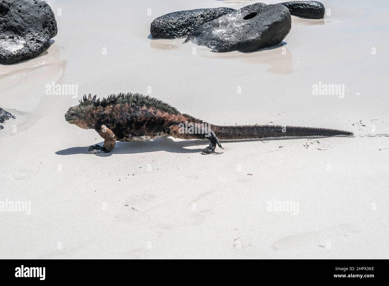 sea lizard posing on a rock at the beach Stock Photo - Alamy