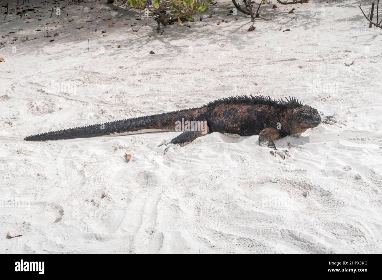 sea lizard posing on a rock at the beach Stock Photo - Alamy