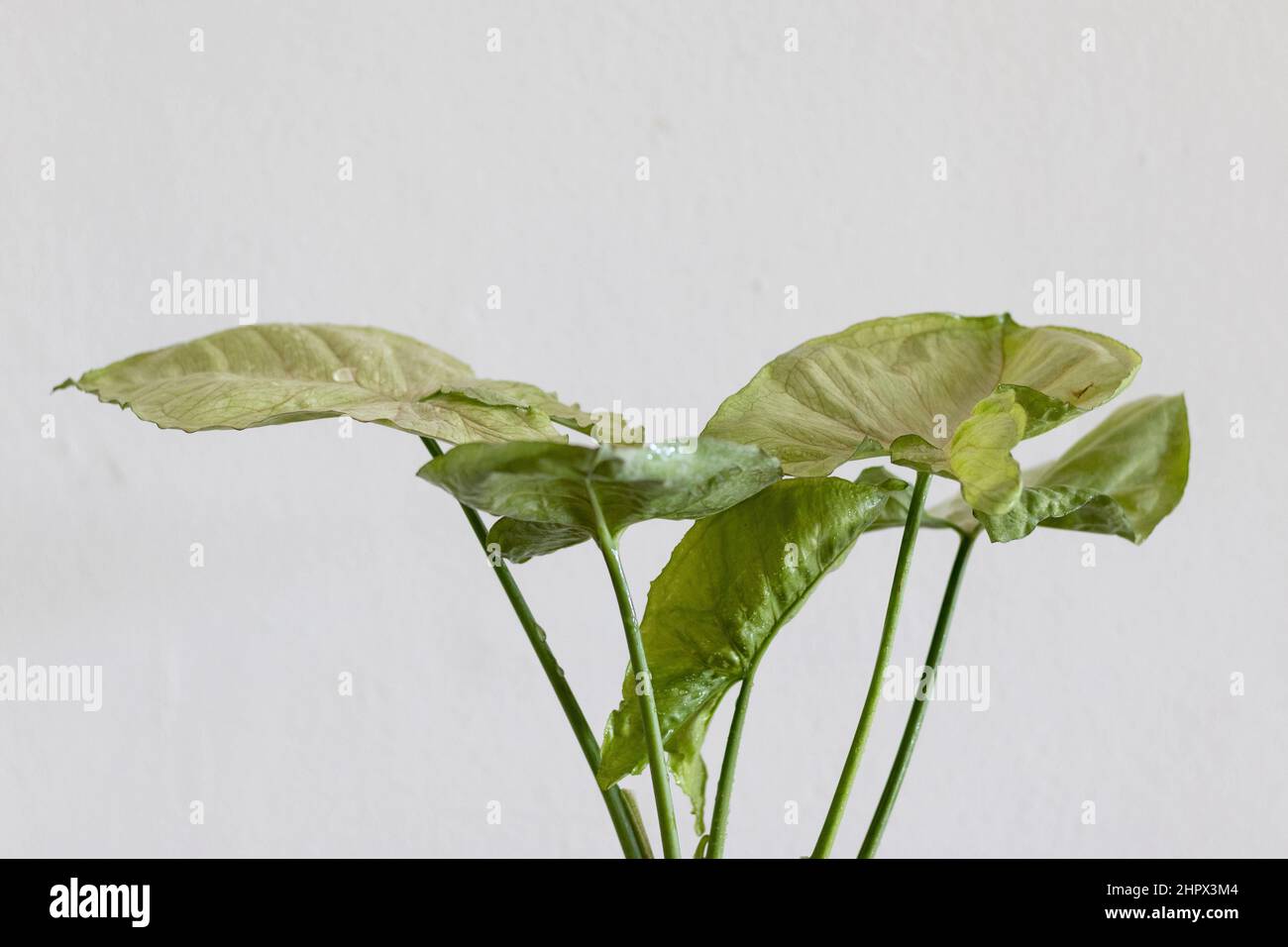 Syngonium plant leaves with isolated background Stock Photo - Alamy