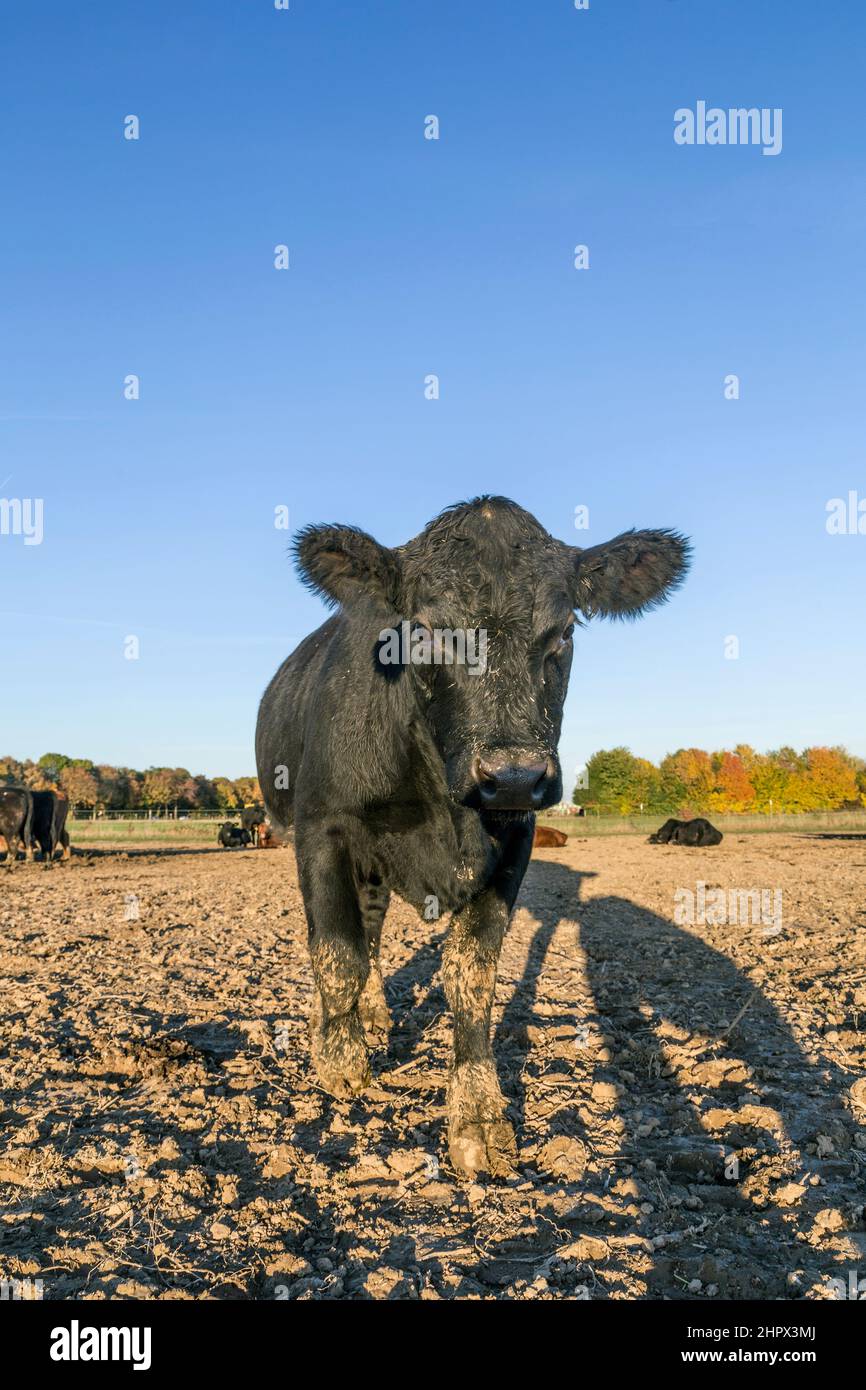 grazing cown at the meadow under clear blue sky Stock Photo - Alamy