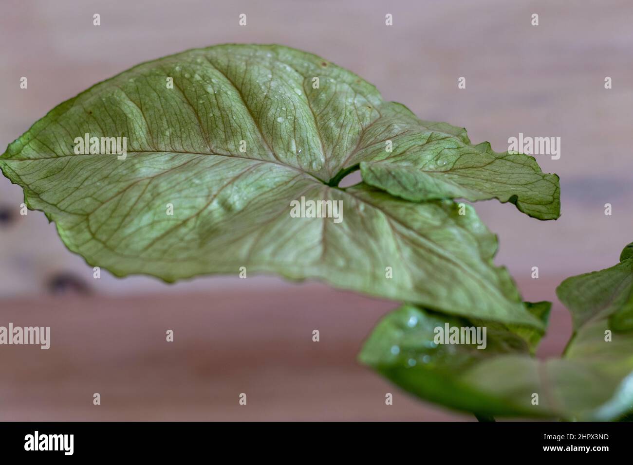 Syngonium light green color leaf closeup Stock Photo - Alamy