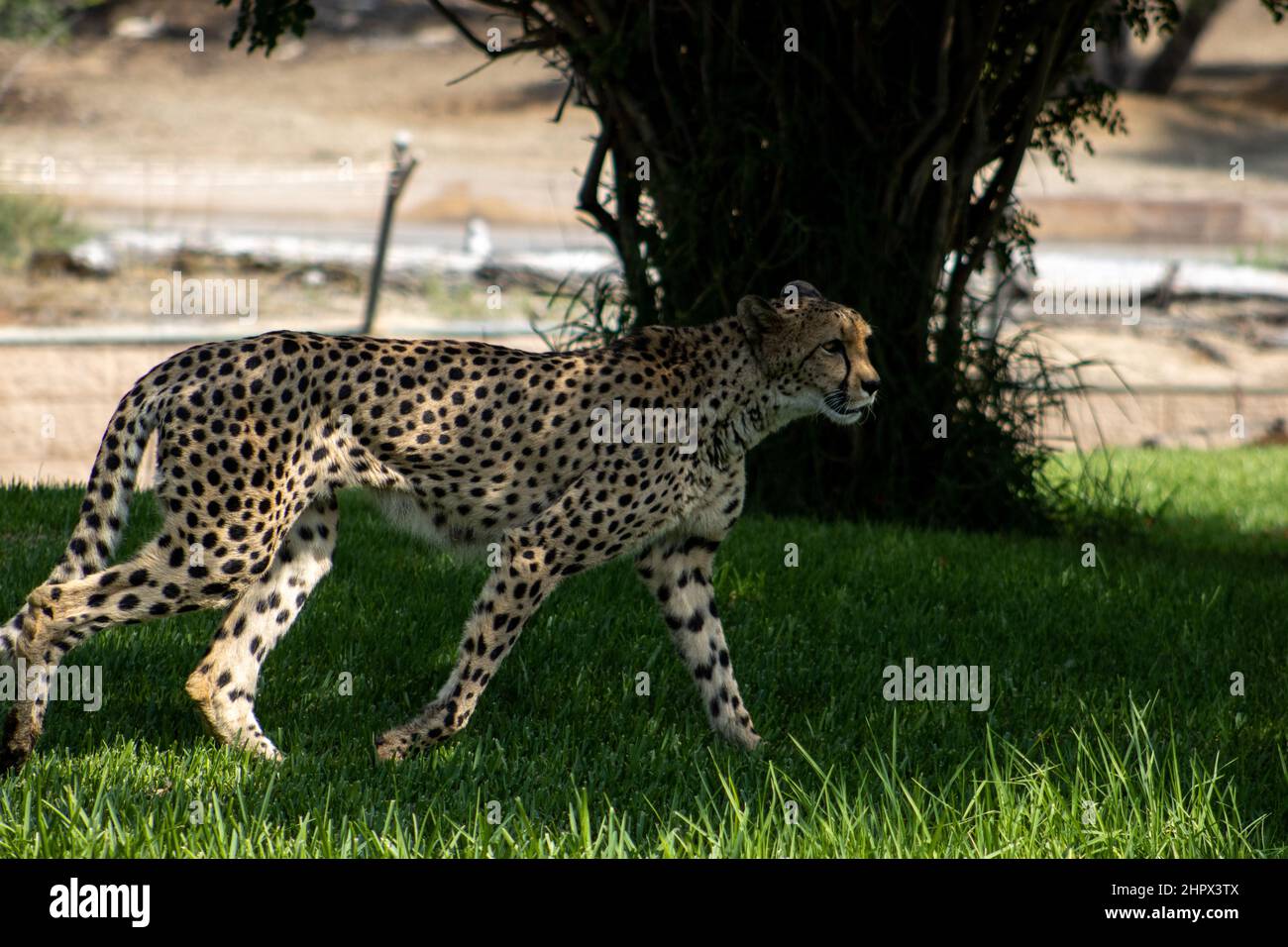 Cheetah, Acinonyx jubatus, large cat of subfamily Felinae, tan or ...