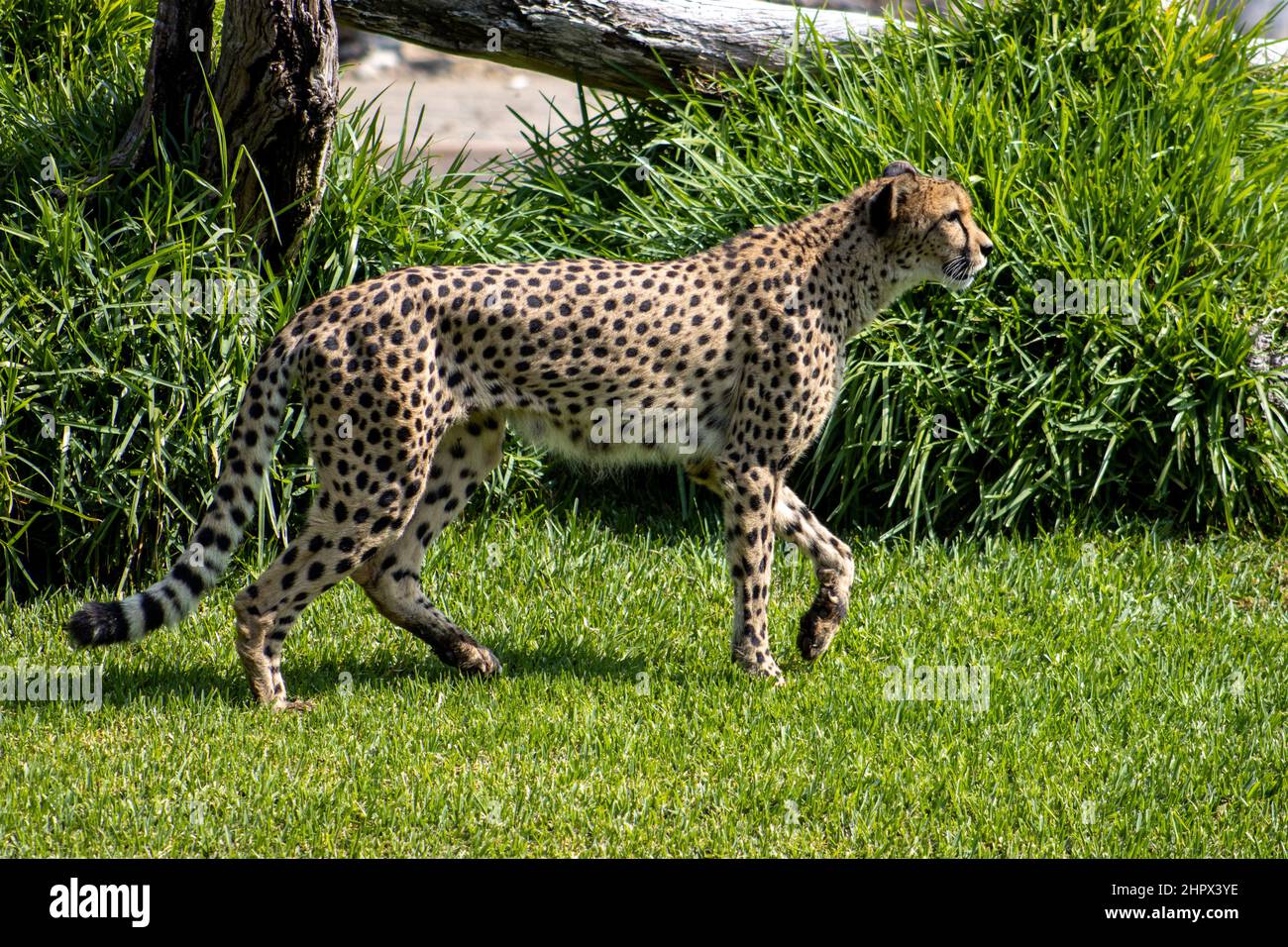 Cheetah, Acinonyx jubatus, large cat of subfamily Felinae, tan or ...