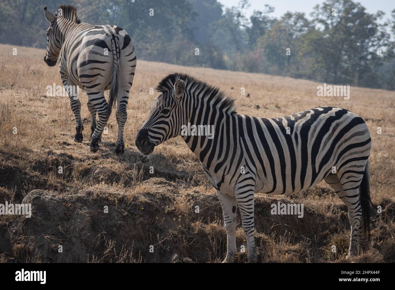 Zebras standing in a field close to each other, Wildlife Safari, Oregon ...