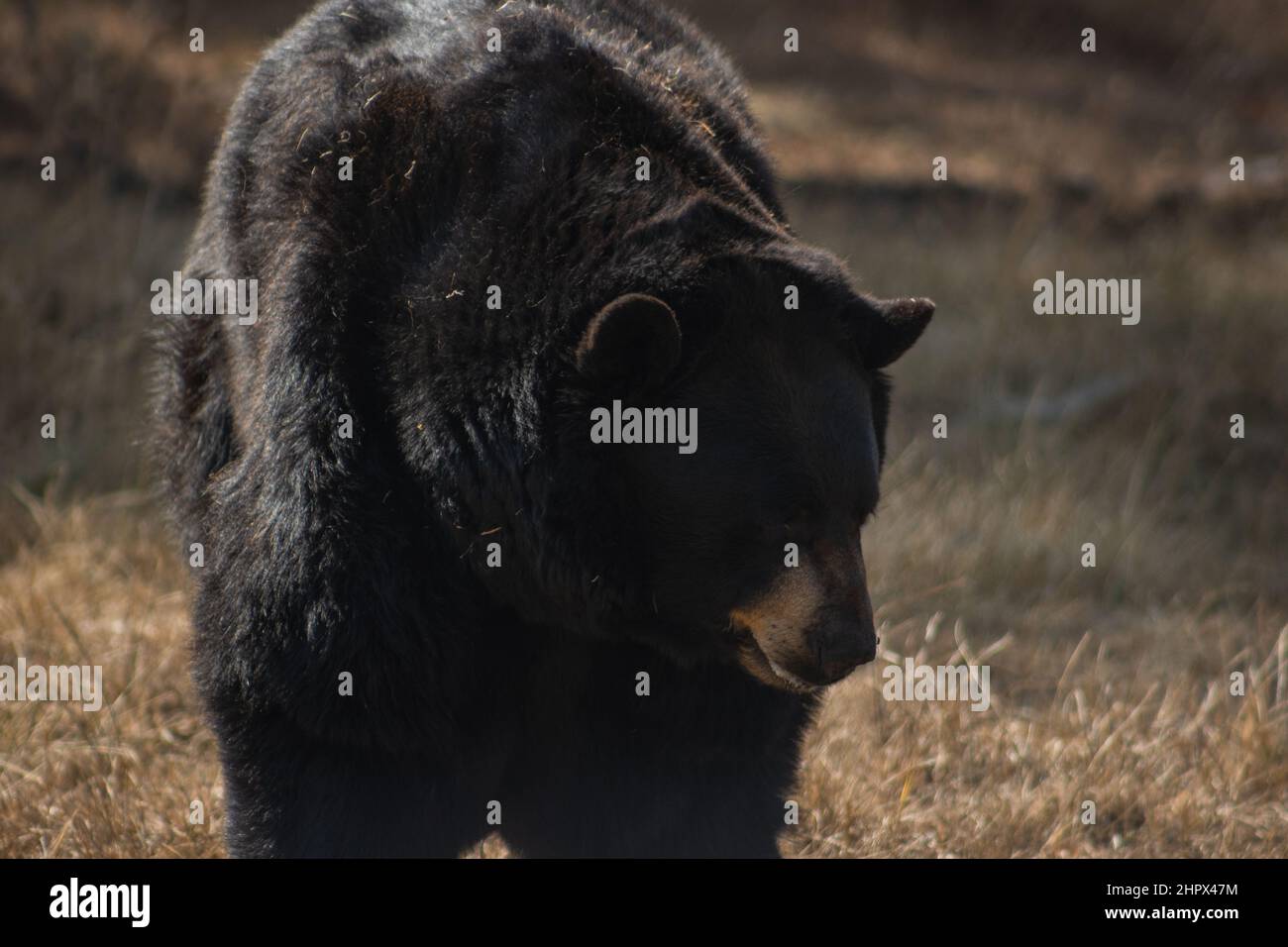 Wild Black Bear in the summertime, Wildlife Safari, Oregon, USA Stock ...