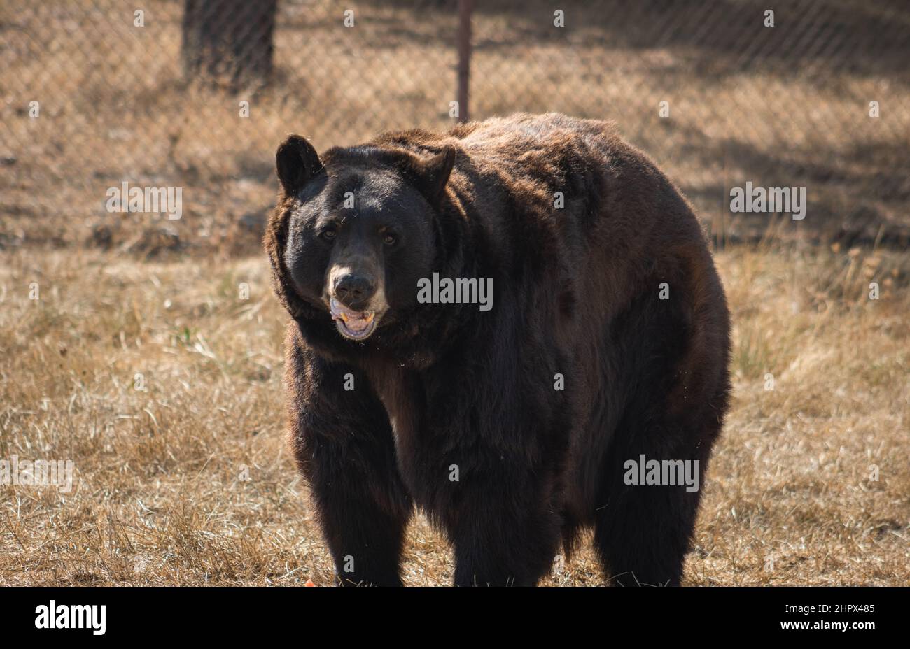 Wild Black Bear in the summertime, Wildlife Safari, Oregon, USA Stock ...
