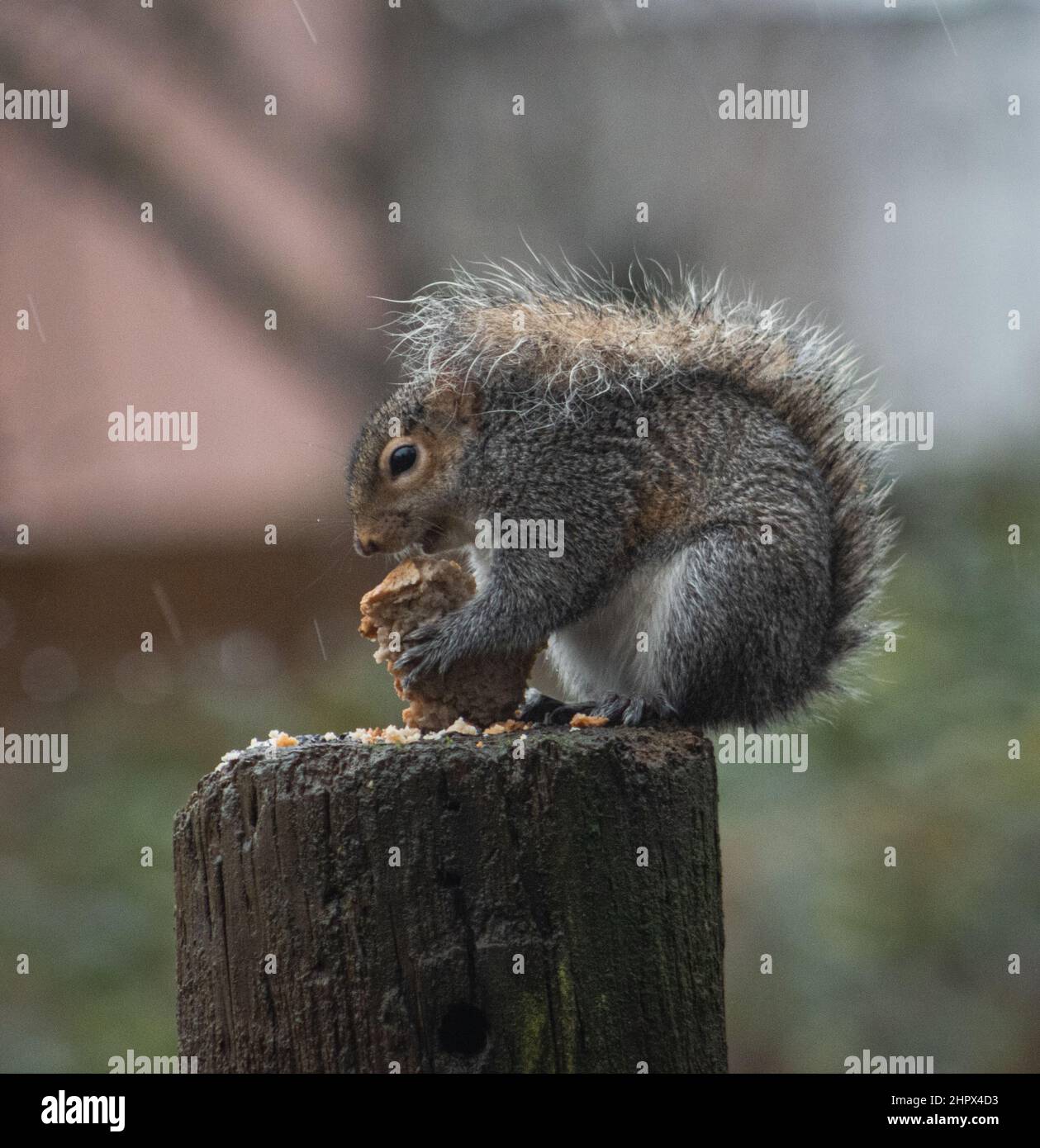 The eastern gray squirrel, also known as the grey squirrel depending on ...