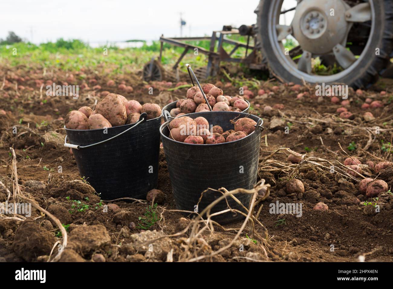 Collecting potatoes in basket hi-res stock photography and images - Alamy