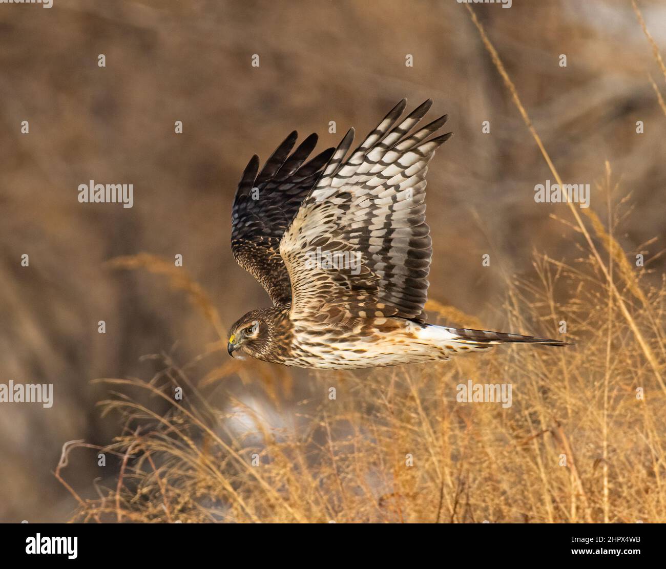 Northern Harrier (Circus hudsonius) female in flight gliding above ...