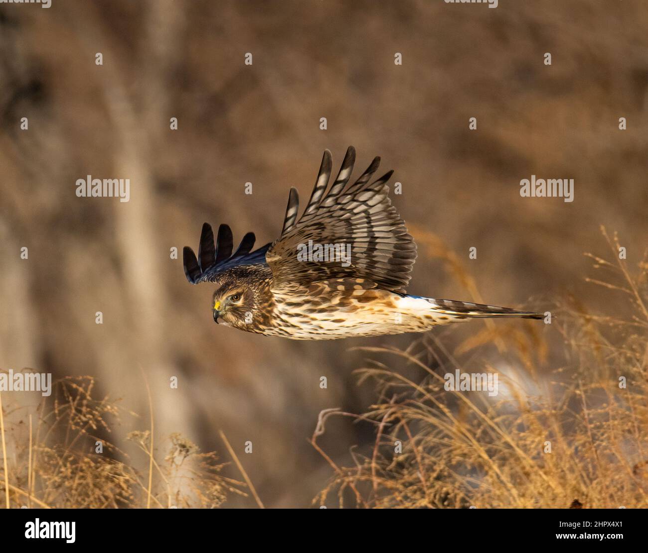 Northern Harrier (Circus hudsonius) female in flight gliding above ...