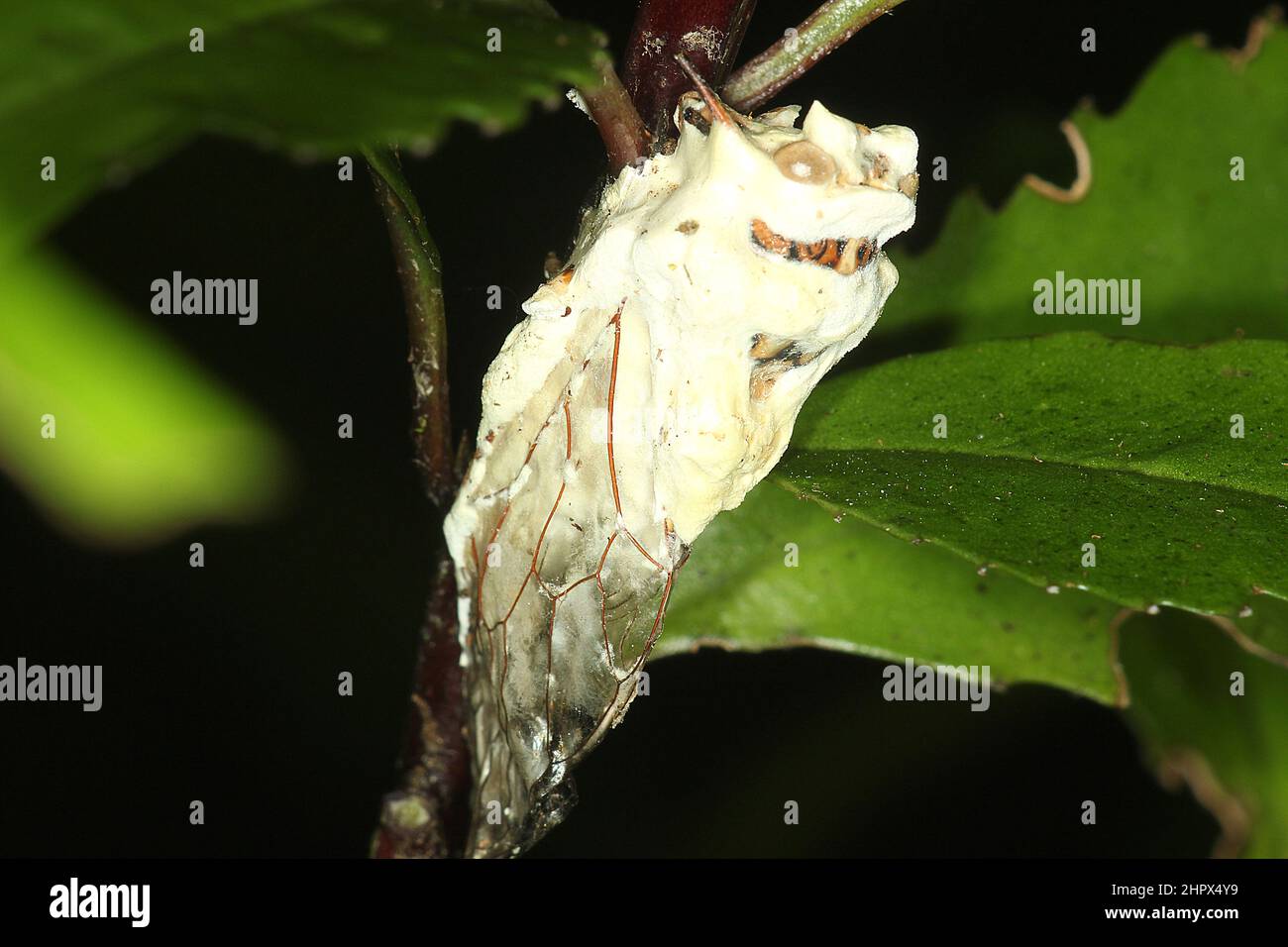 Cicada infected with icing sugar fungus (Beauveria bassiana Stock Photo ...