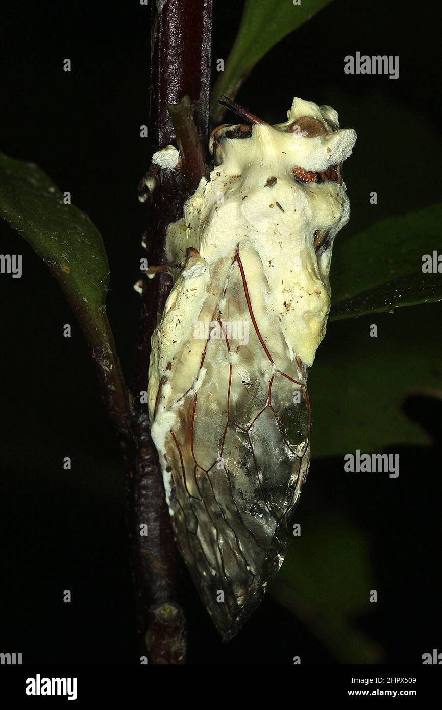 Cicada infected with icing sugar fungus (Beauveria bassiana Stock Photo ...