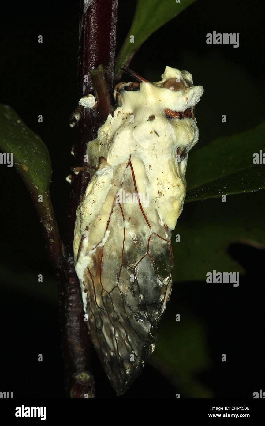 Cicada infected with icing sugar fungus (Beauveria bassiana Stock Photo ...