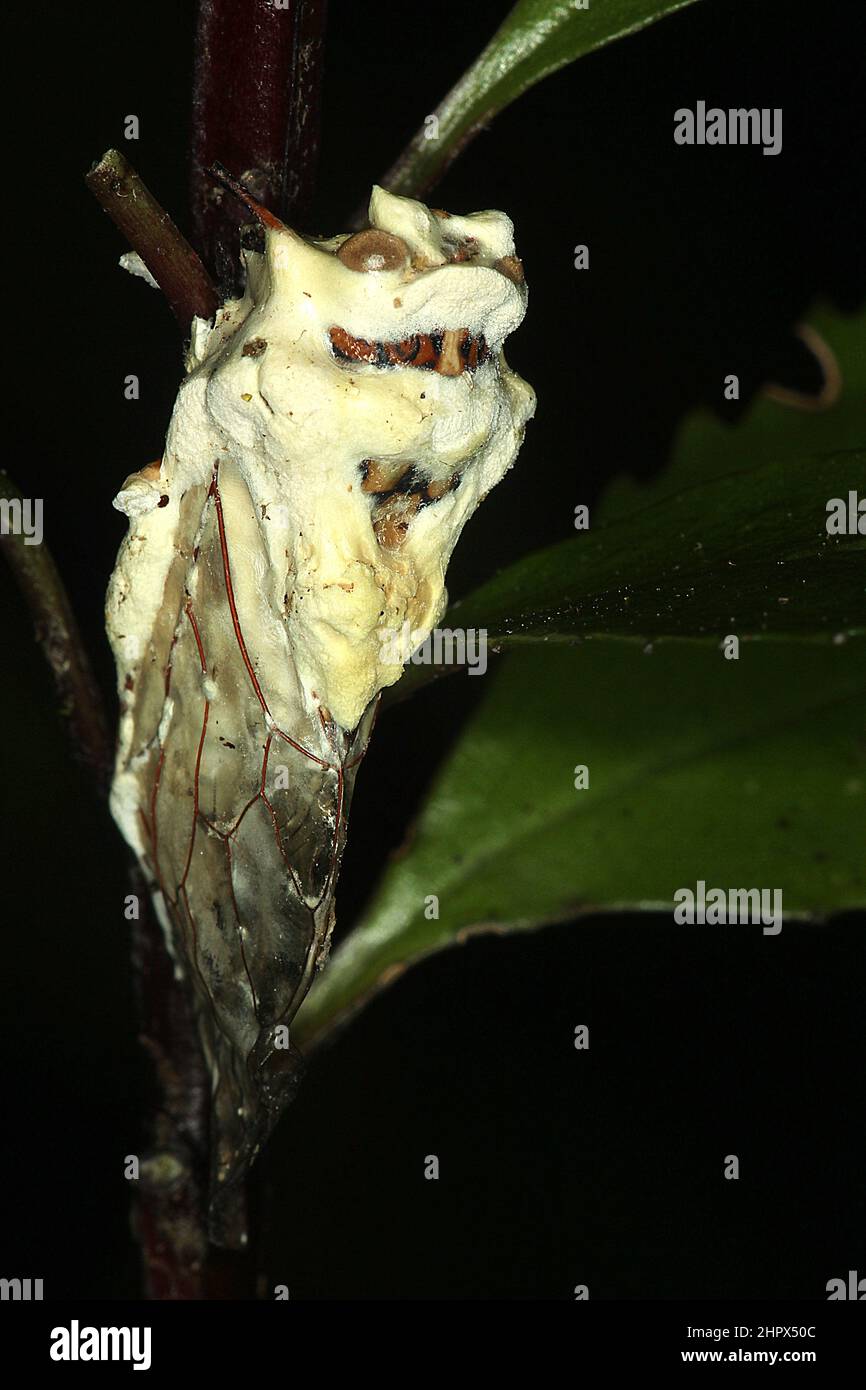 Cicada infected with icing sugar fungus (Beauveria bassiana Stock Photo ...