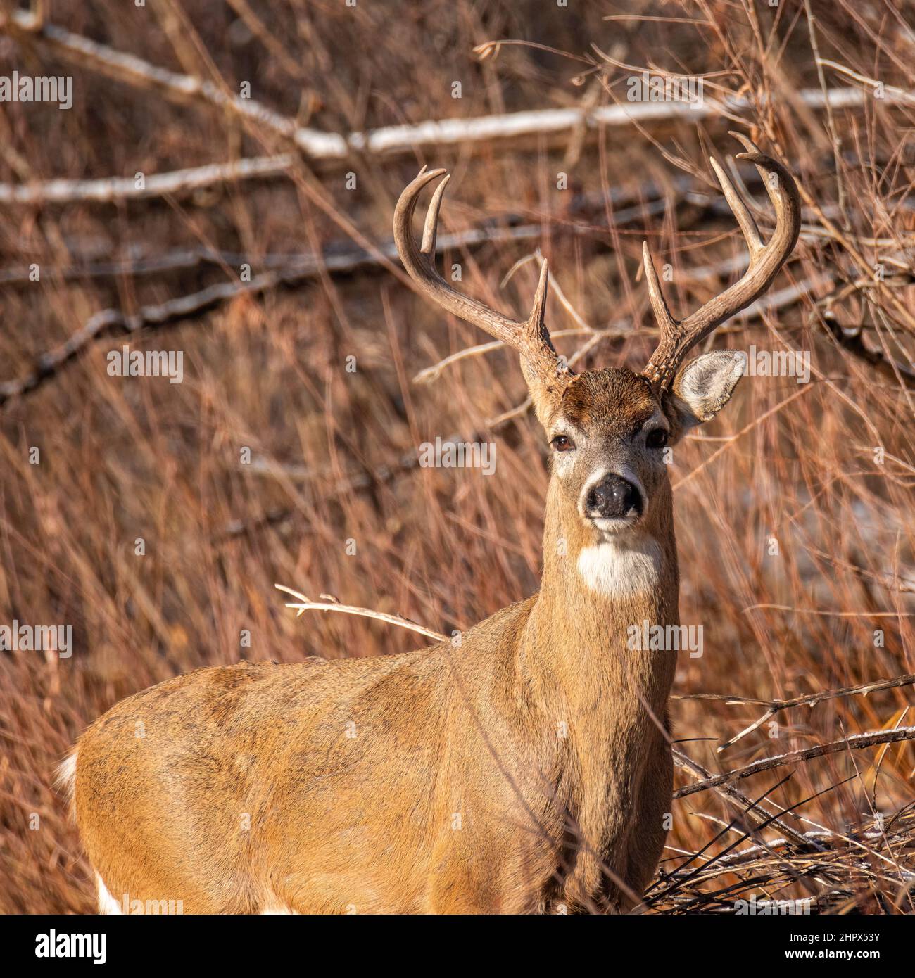 White tailed deer (Odocoileus virginianus) buck stepping out of the ...