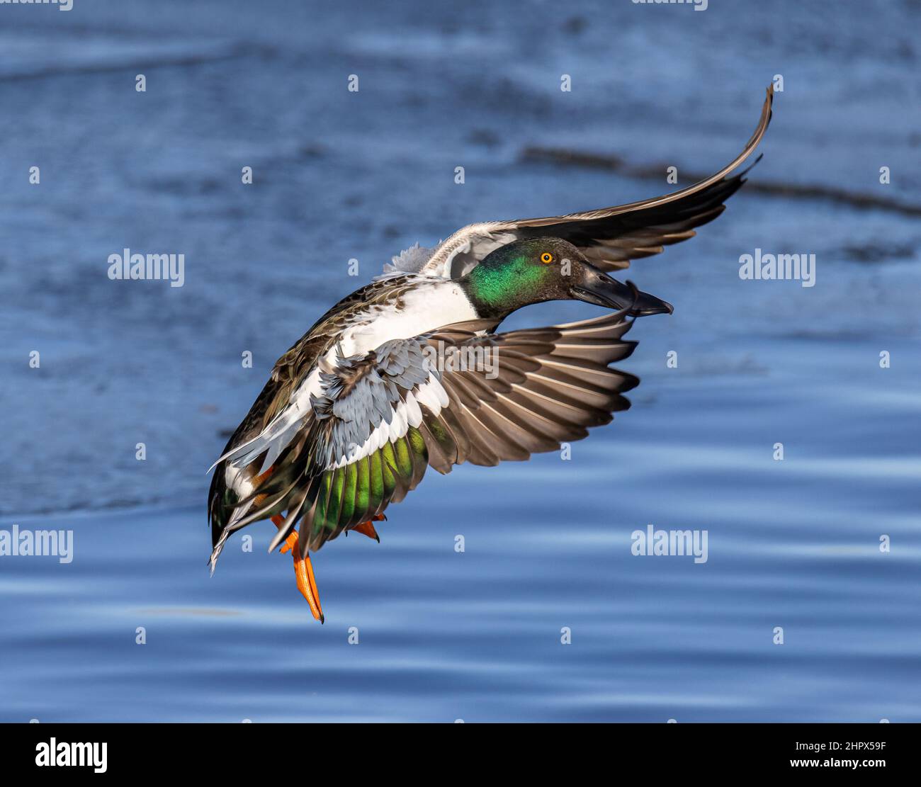 Northern shoveler(Spatula clypeata) drake in flight Jefferson County ...