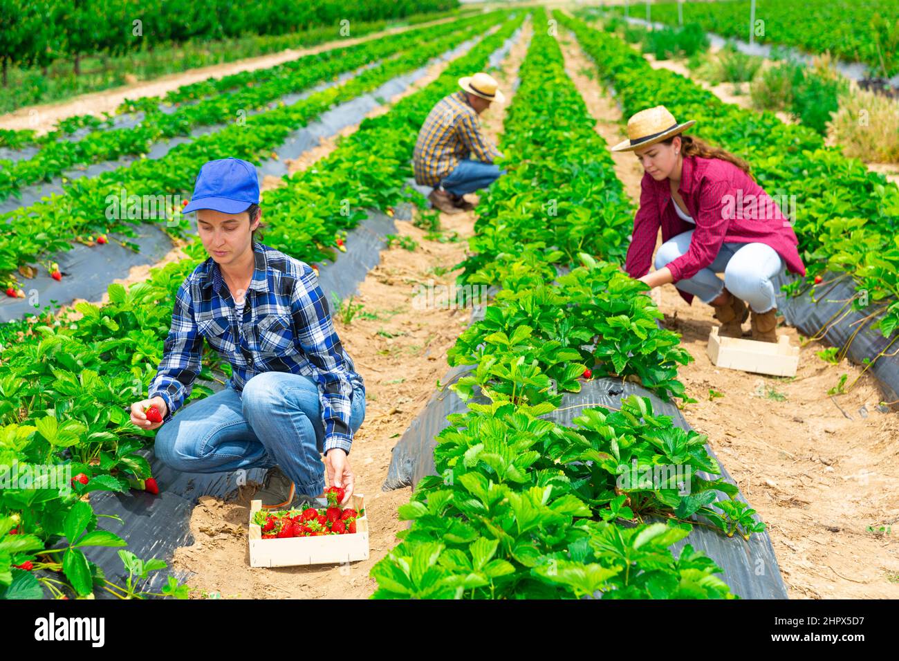Group of farm workers harvesting strawberry on farm field Stock Photo ...