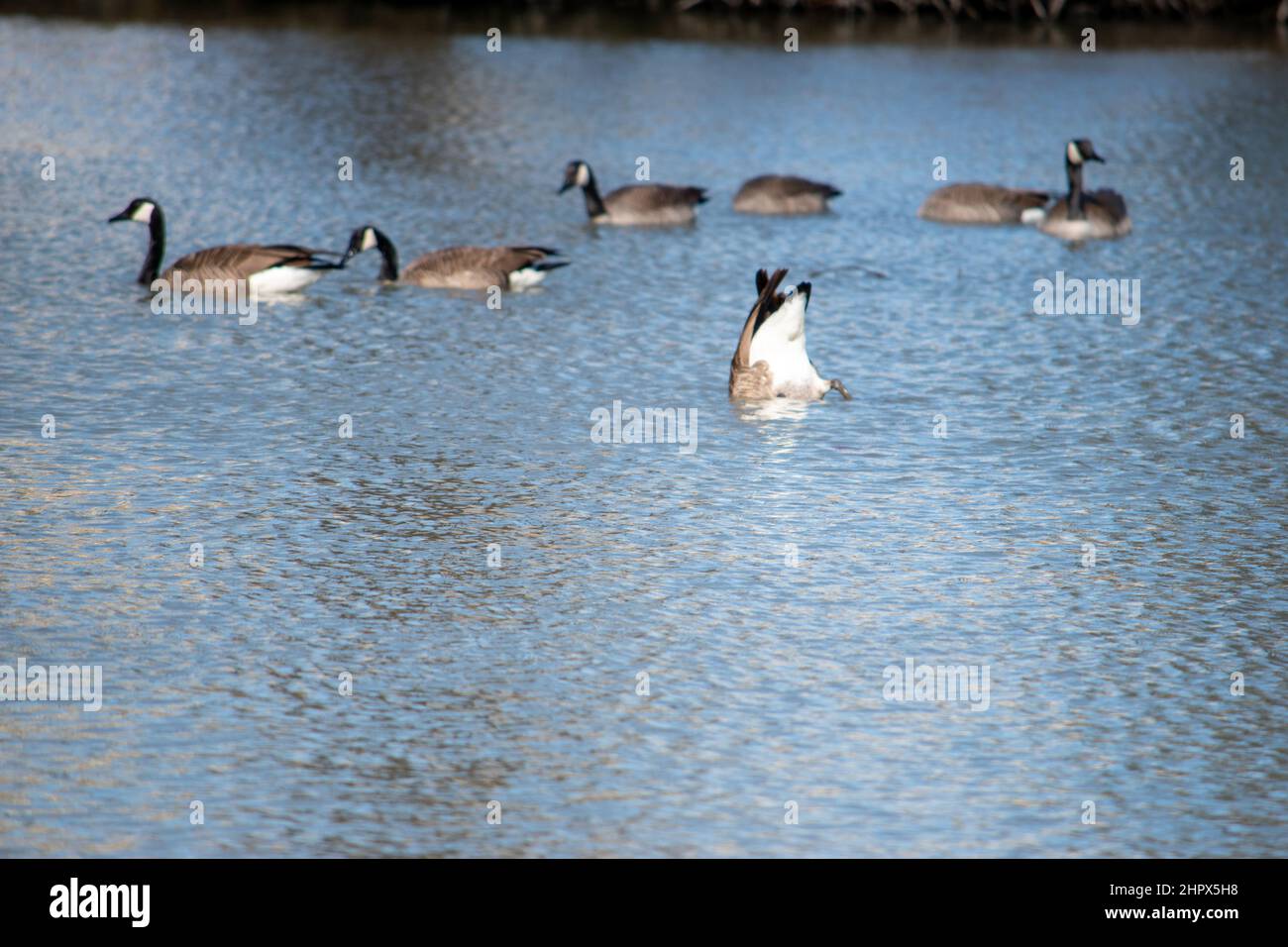 Upside Down Duck Stock Photo - Alamy