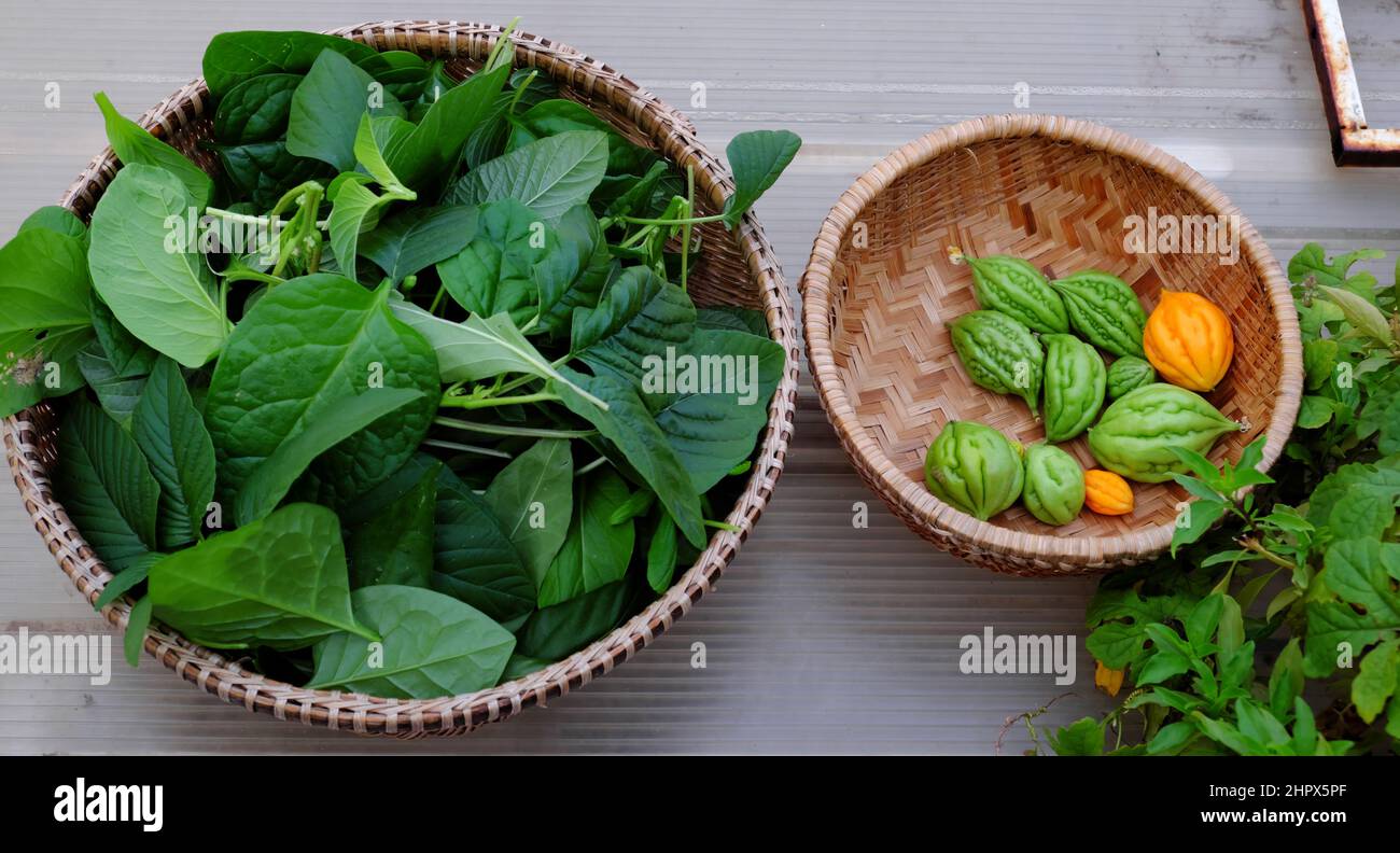 Basket of bitter melon just harvest from city garden on rooftop; raw ...