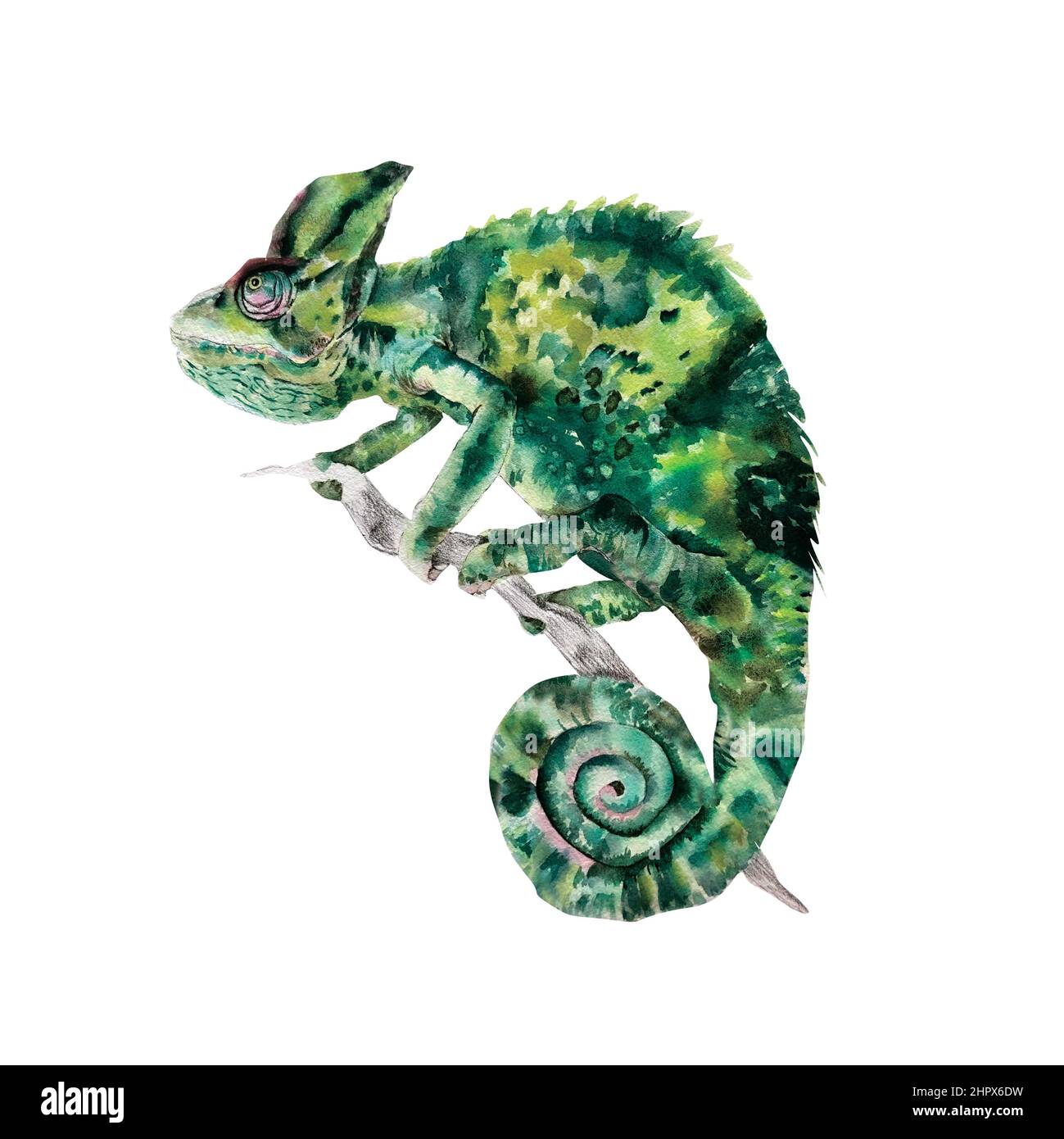 Green chameleon on branch watercolor illustration. Hand painted animal ...
