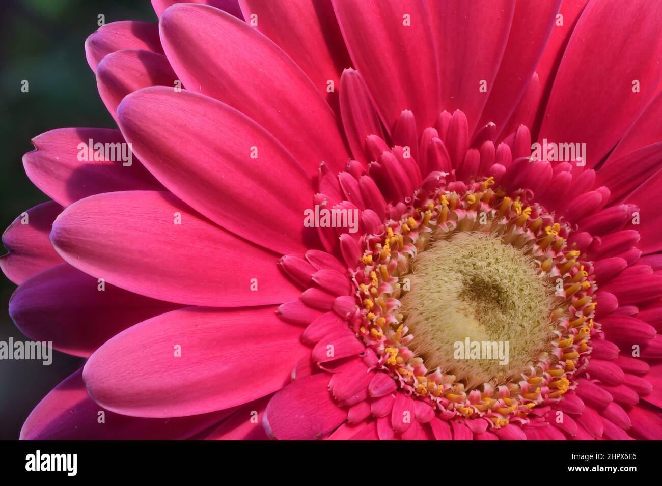 Fresh pink Gerbera flowers macro close up. While light pink gerberas ...