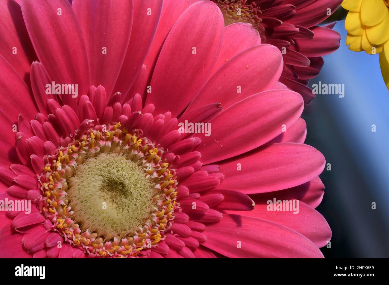 Fresh pink Gerbera flowers macro close up. While light pink gerberas ...