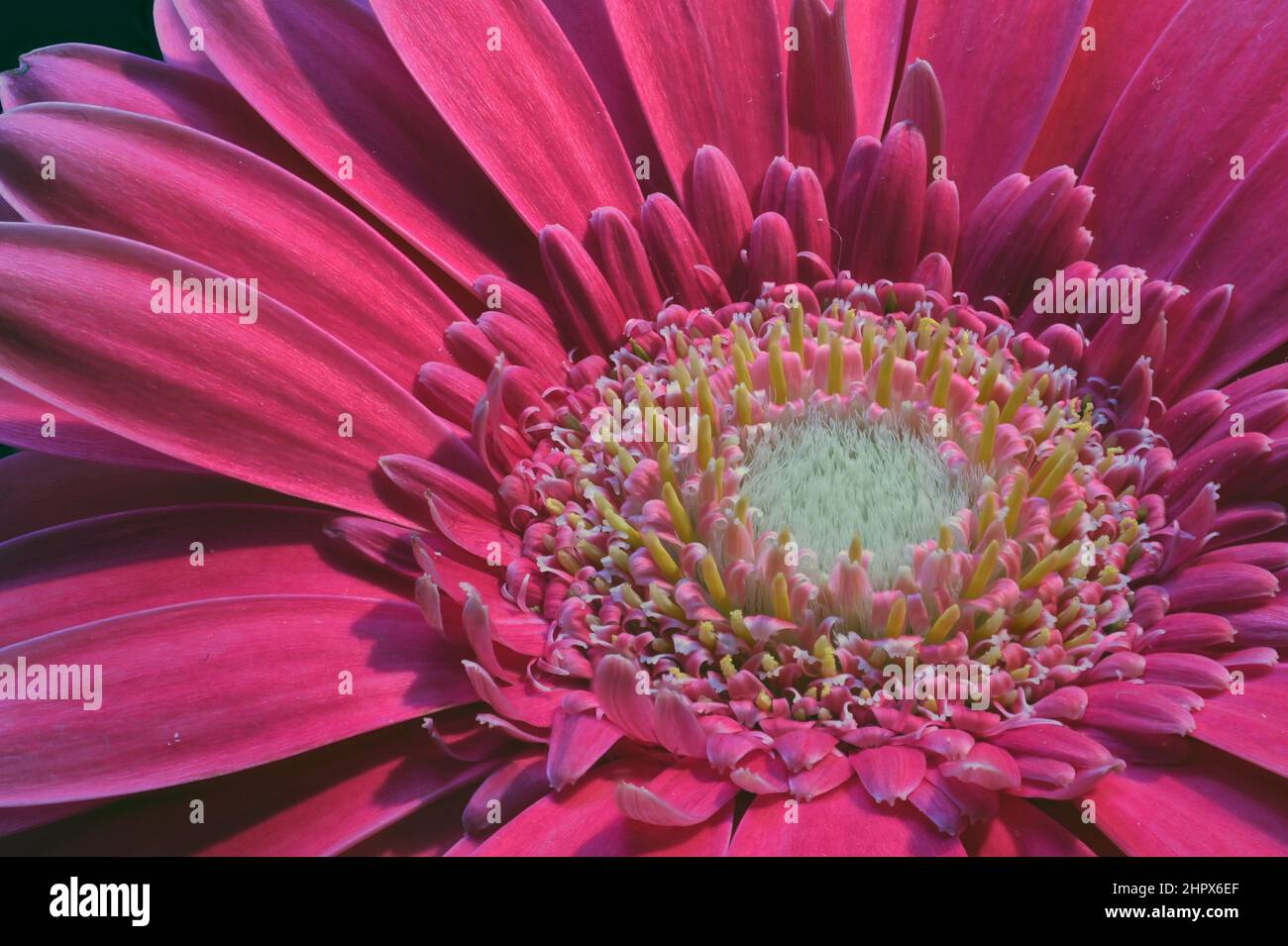 Fresh pink Gerbera flowers macro close up. While light pink gerberas ...