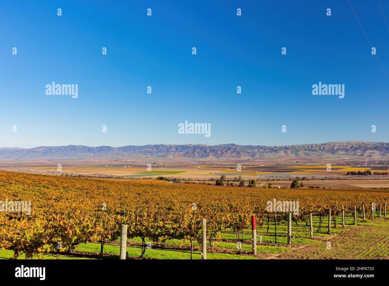 Sunny view of the vineyard landscape of Salinas Valley at California ...