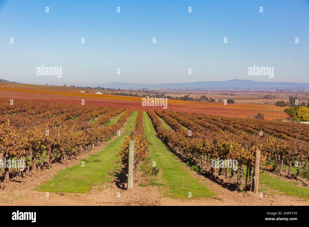 Sunny view of the vineyard landscape of Salinas Valley at California ...