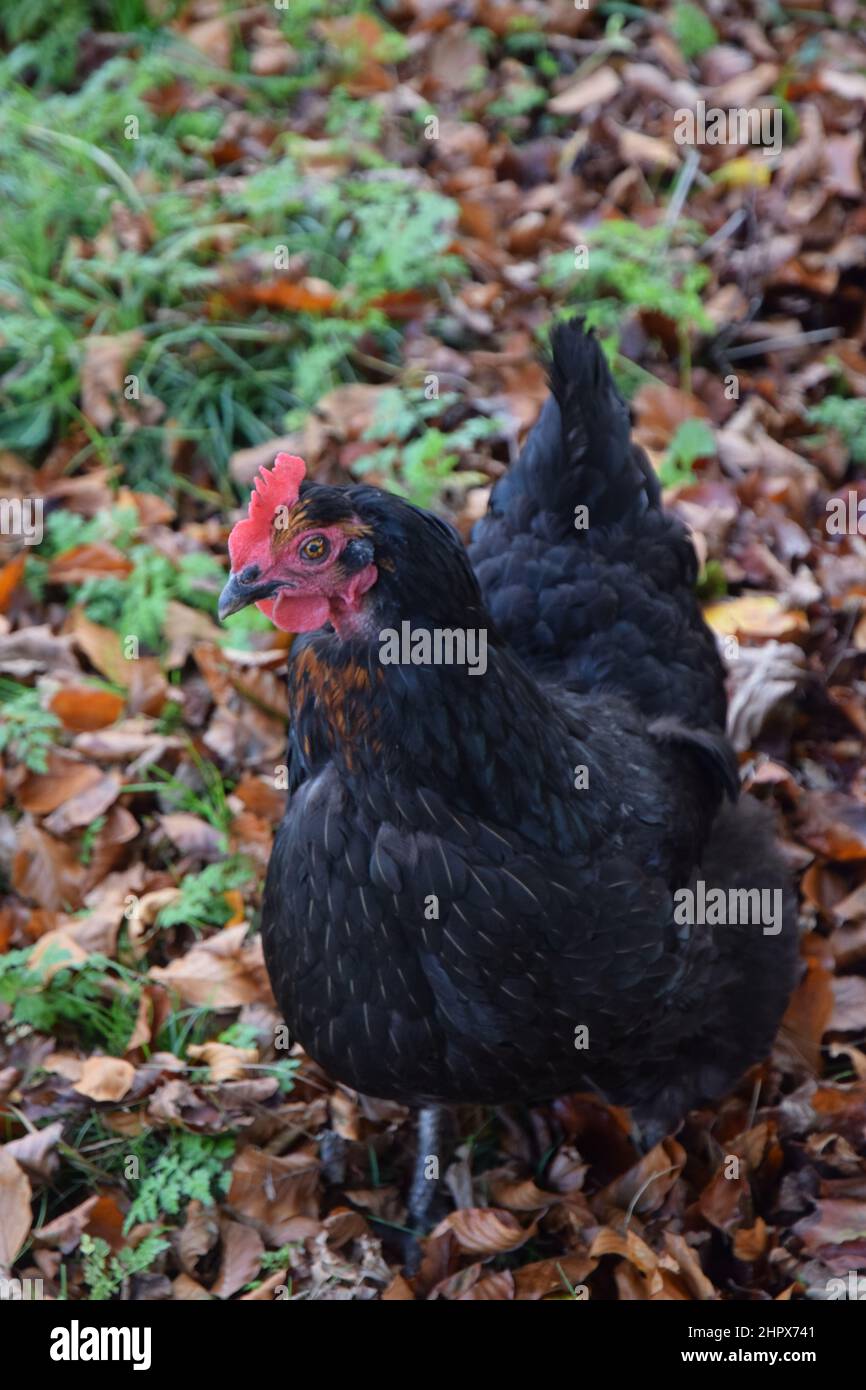 chicken, suffolk, england Stock Photo - Alamy