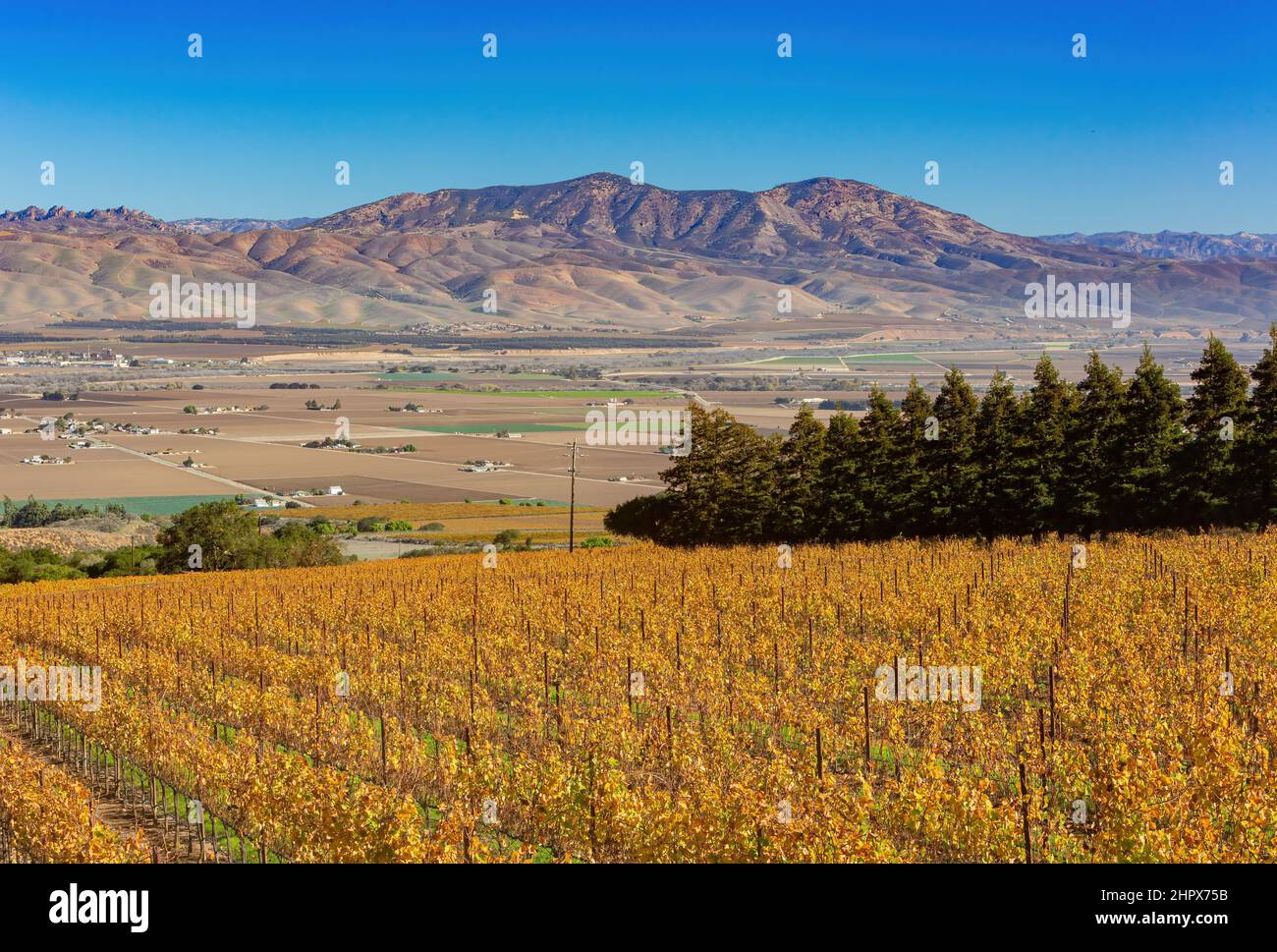 Sunny view of the vineyard landscape of Salinas Valley at California ...