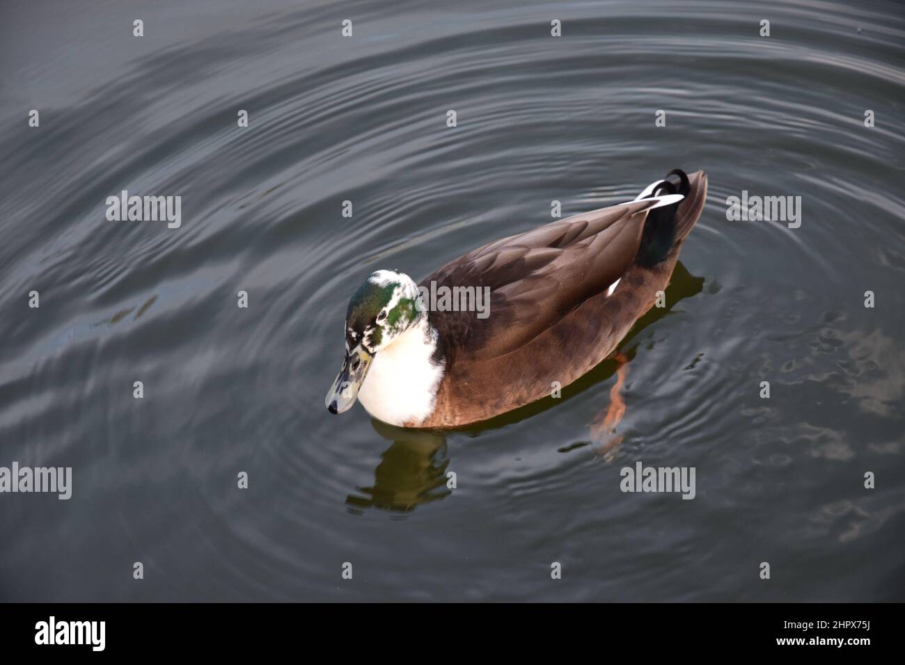 mallard hybrid duck, male, england Stock Photo - Alamy