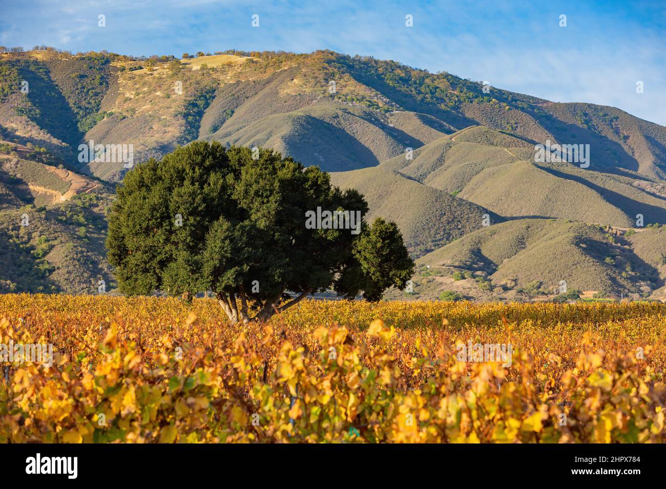 Sunny view of the vineyard landscape of Salinas Valley at California ...