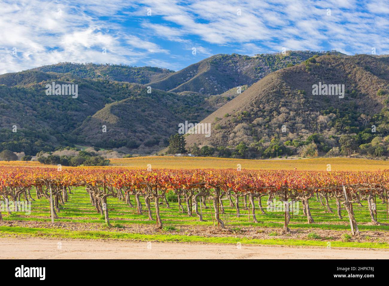 Sunny view of the vineyard landscape of Salinas Valley at California ...