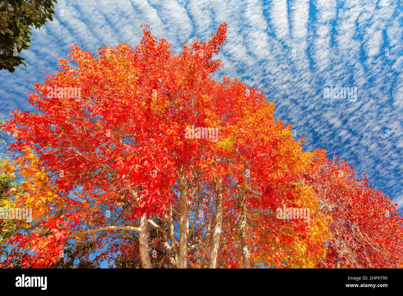 Sunny view of a beautiful maple tree with fall color at Salinas Valley ...