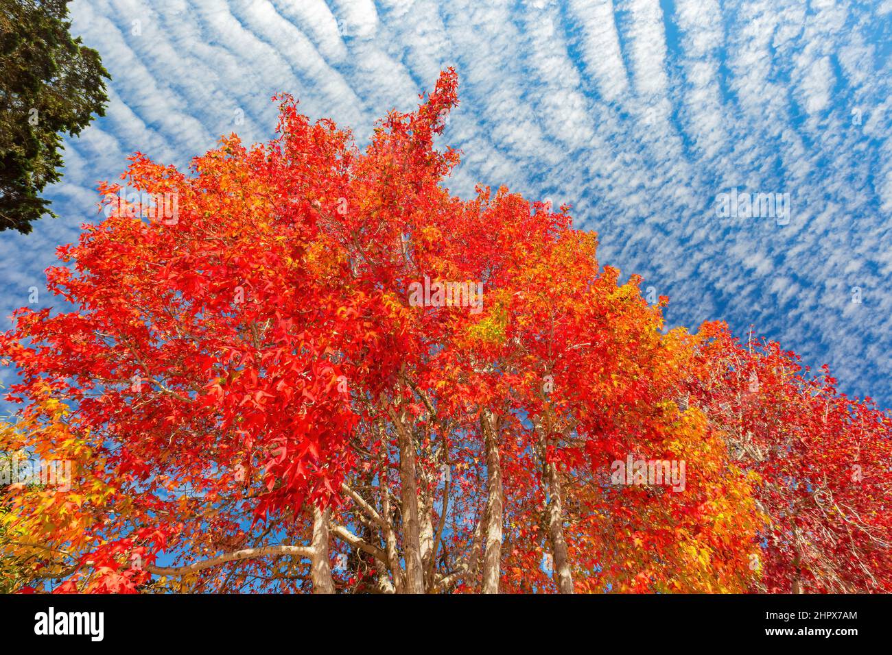 Sunny view of a beautiful maple tree with fall color at Salinas Valley ...