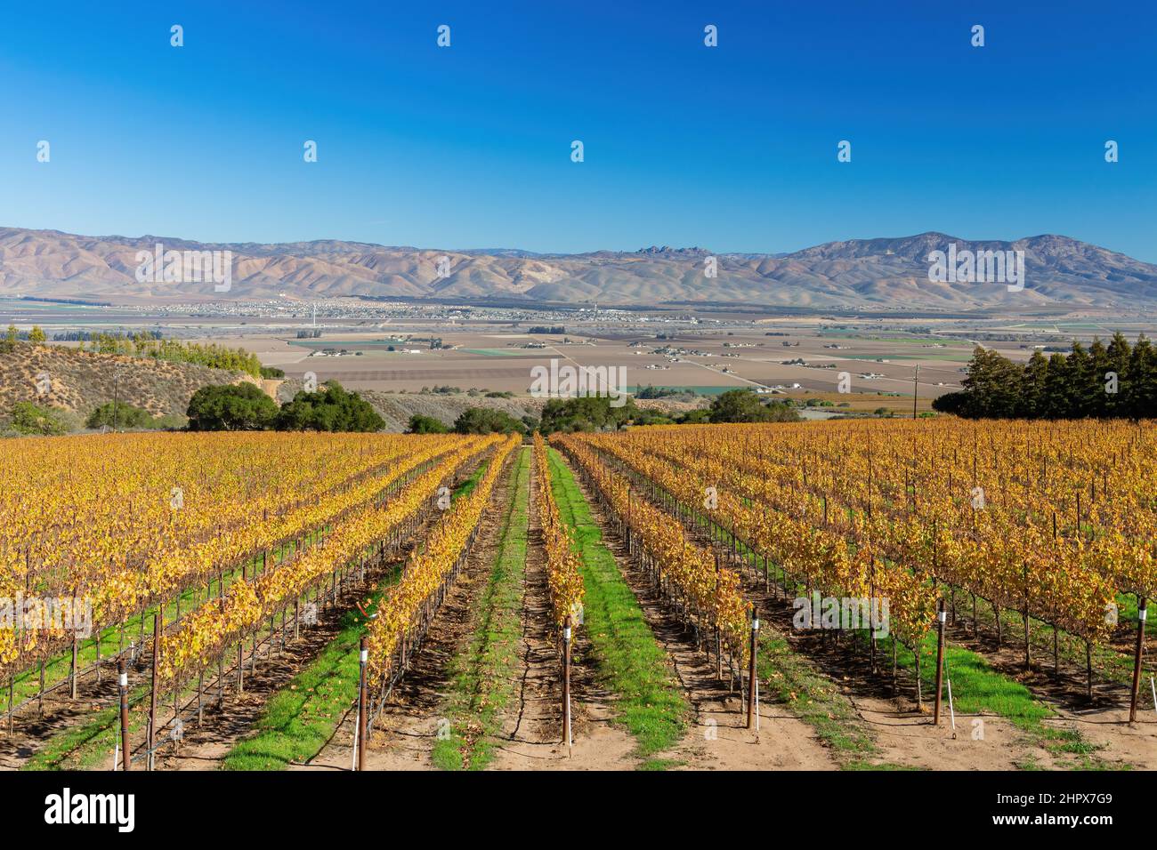 Sunny view of the vineyard landscape of Salinas Valley at California ...